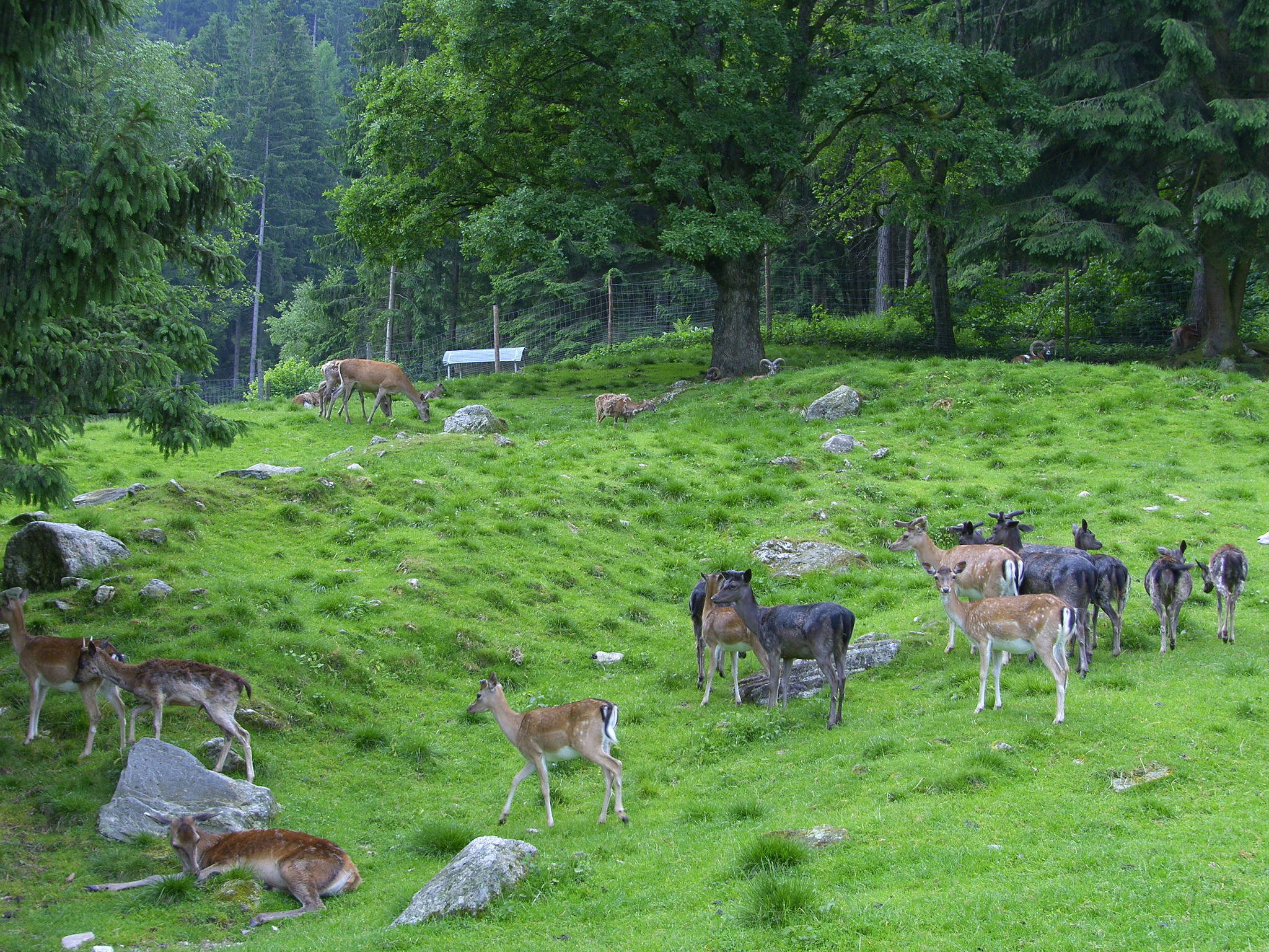 Alpenwildpark in Feld am See - Spittal