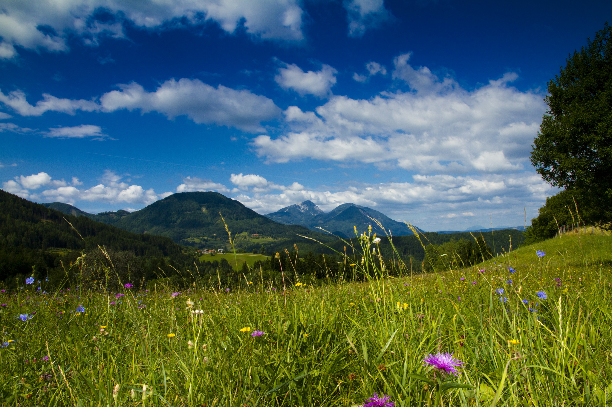 a saftige Wiesn am Hemmaberg mit Blick zum Hochobir - Völkermarkt