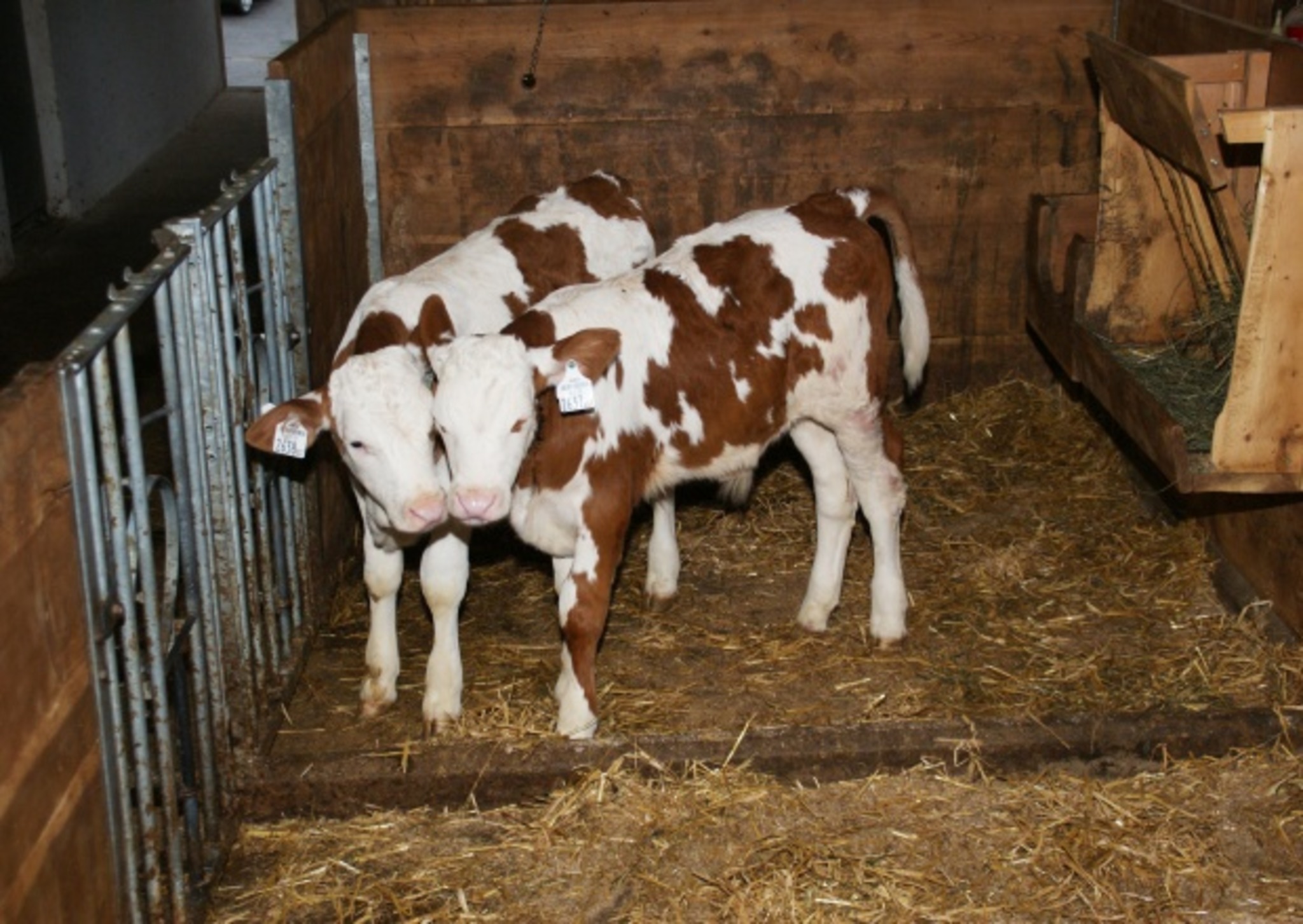 Erleichterung bei Tierhaltung - Osttirol