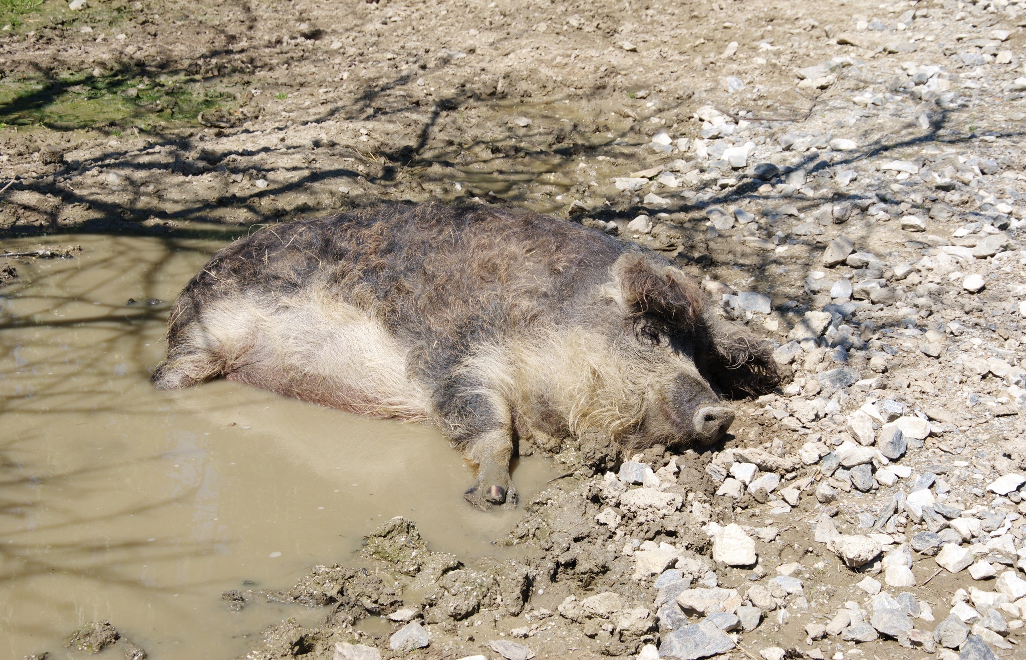 Faule Sau !! - Bitte nicht falsch interpretieren!?! - Leoben