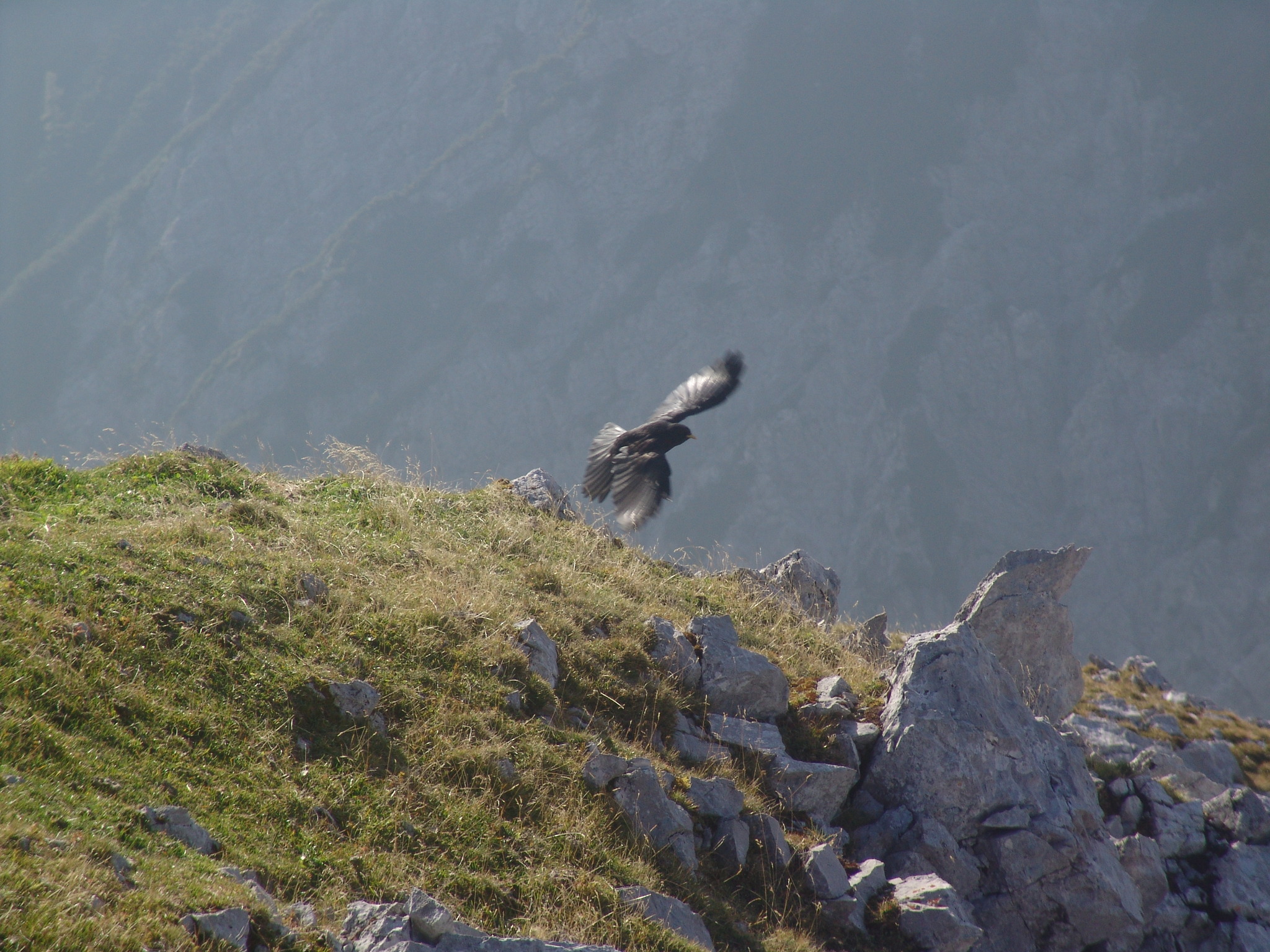 Bergdohle im Anflug - Imst