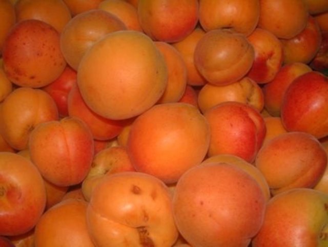 "ALLES rund um die MARILLE" - Melk