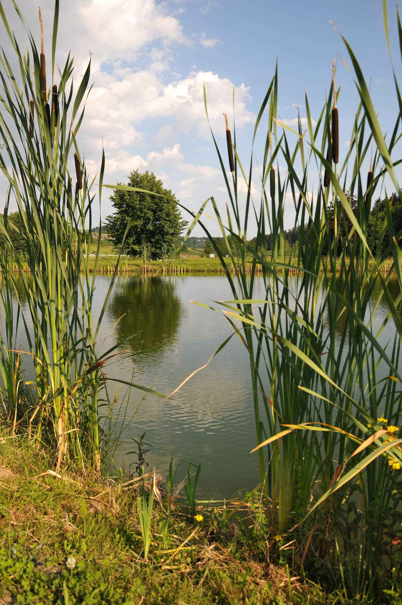 Am Fischteich - Weiz