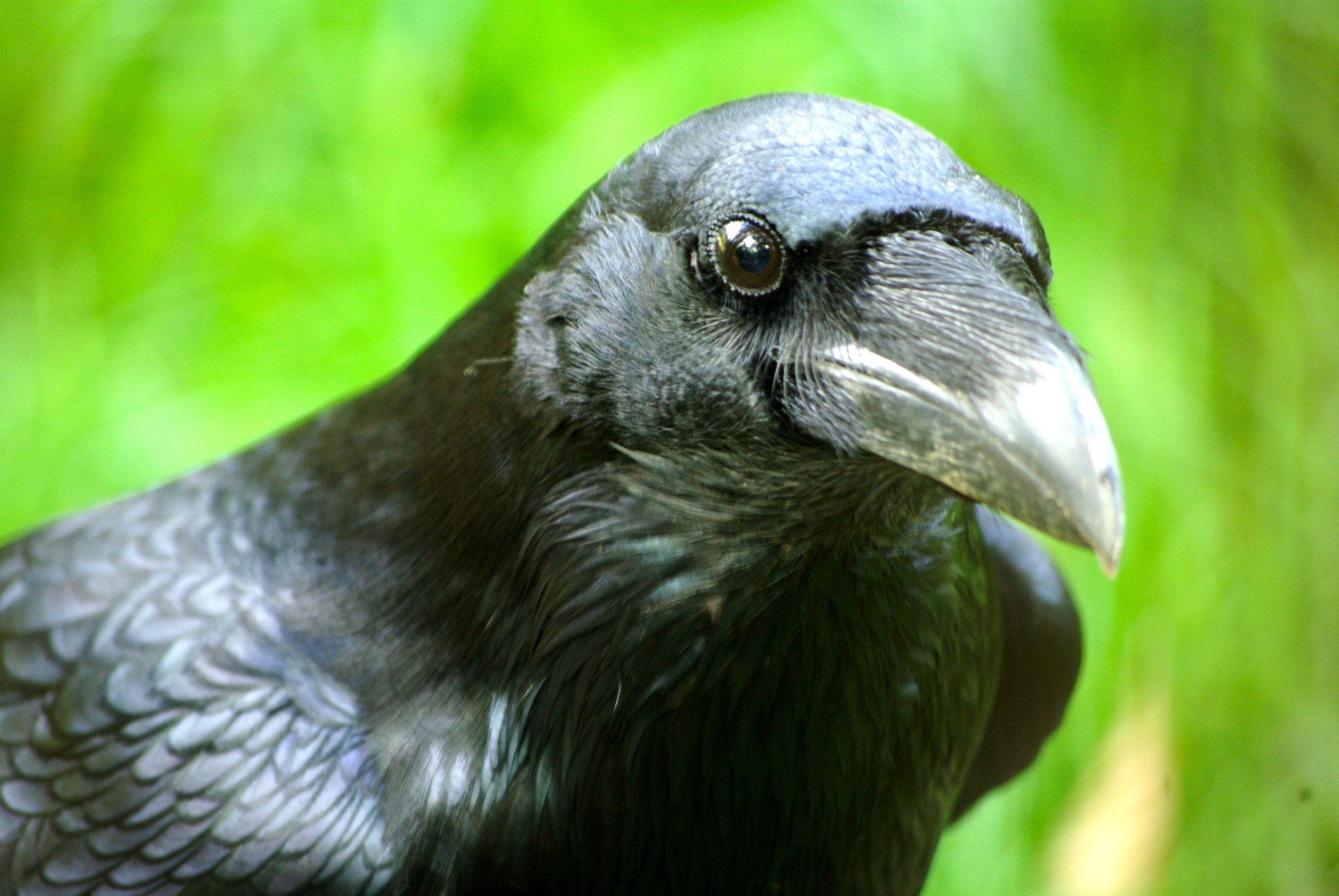 Zieht Euch warm an, jetzt kommt die Zeit der Raben wieder! - Baden