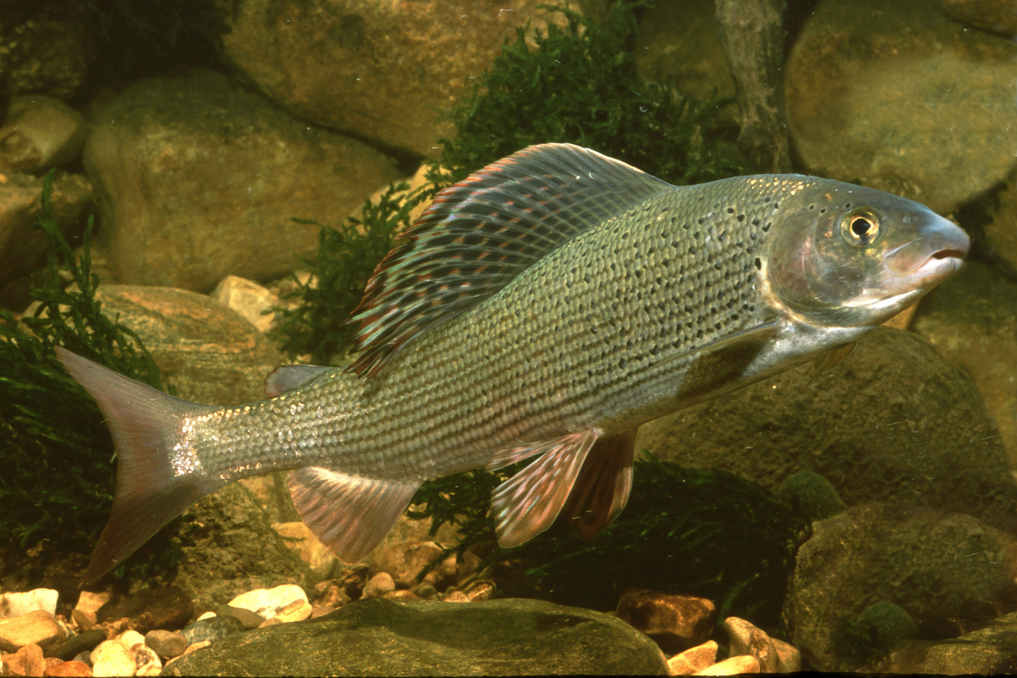 Hilfe zum Schutz der Äsche! - Favoriten