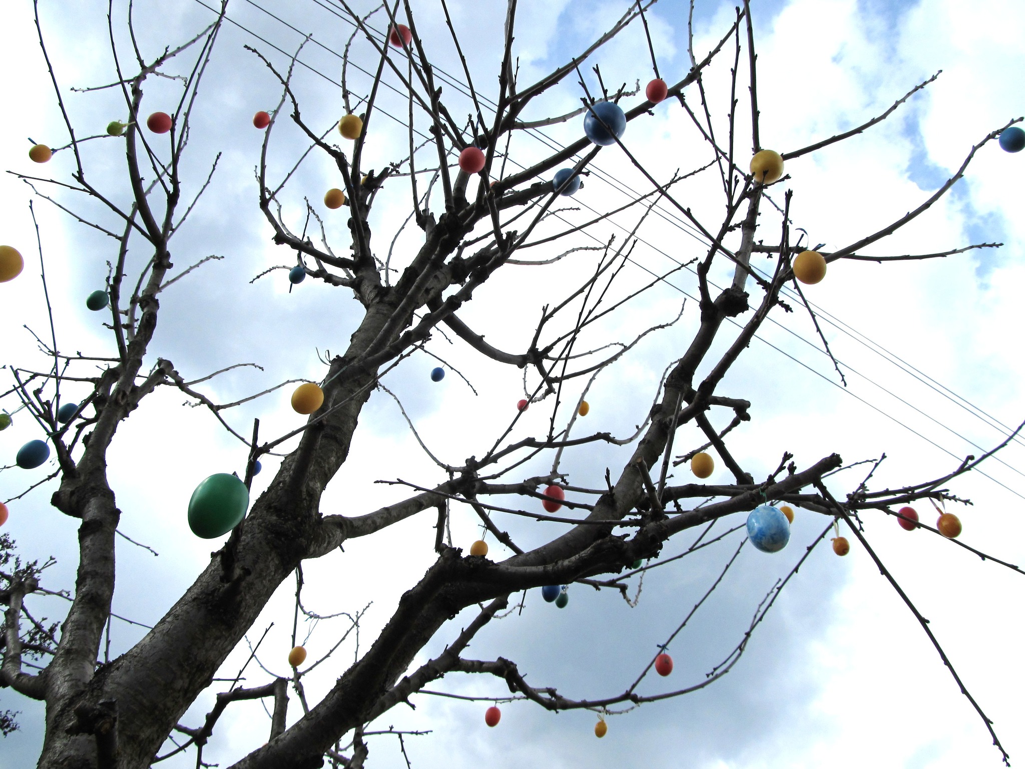 Der Eierbaum trägt schon Früchte! - St. Veit