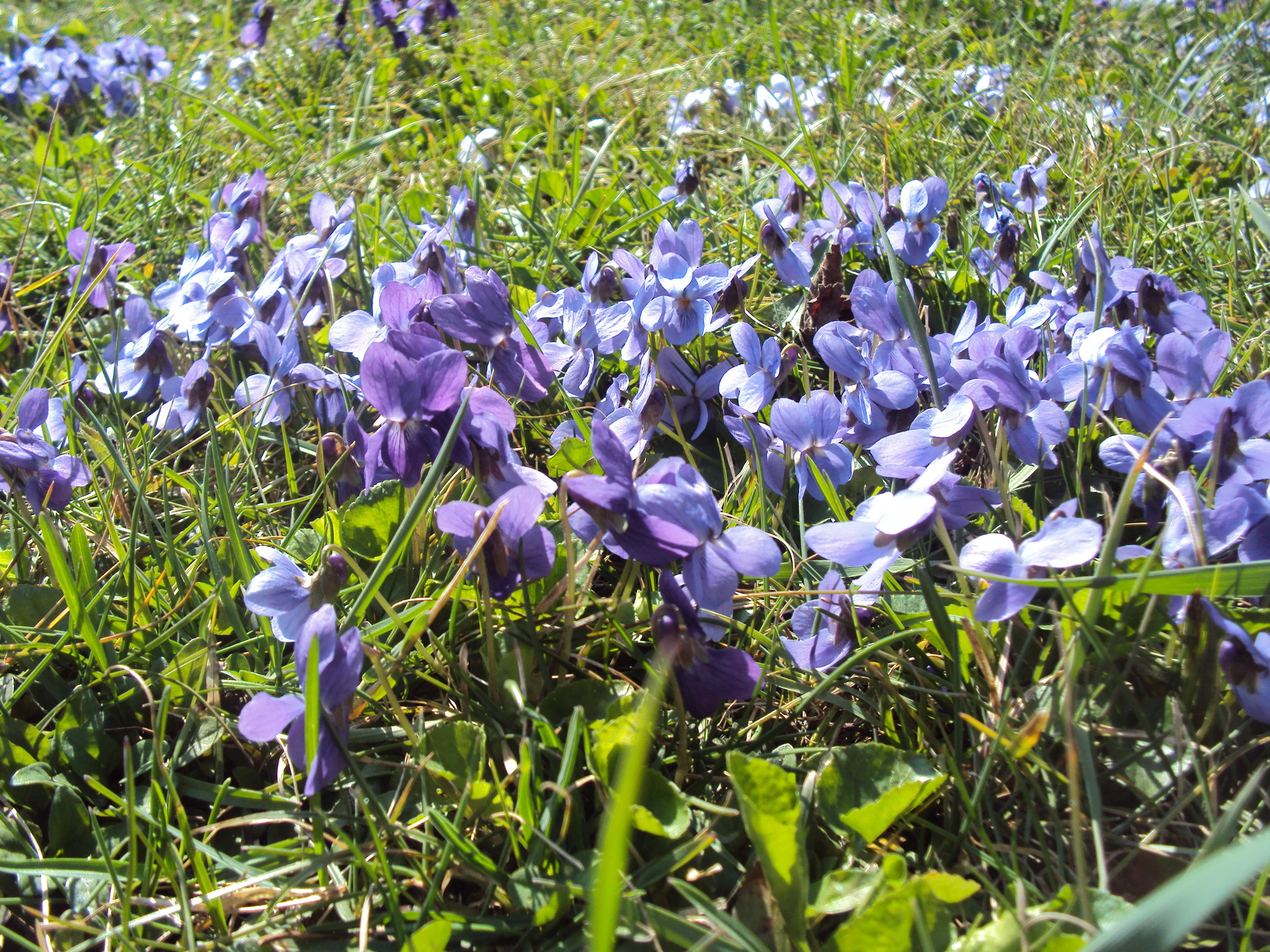Klein aber fein. - Hartberg-Fürstenfeld
