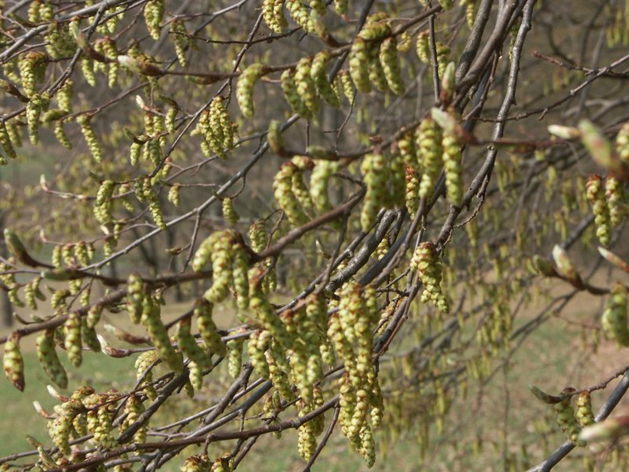 Hainbuche, Weißbuche oder Hagebuche - Carpinus betulus gehört zu den ...