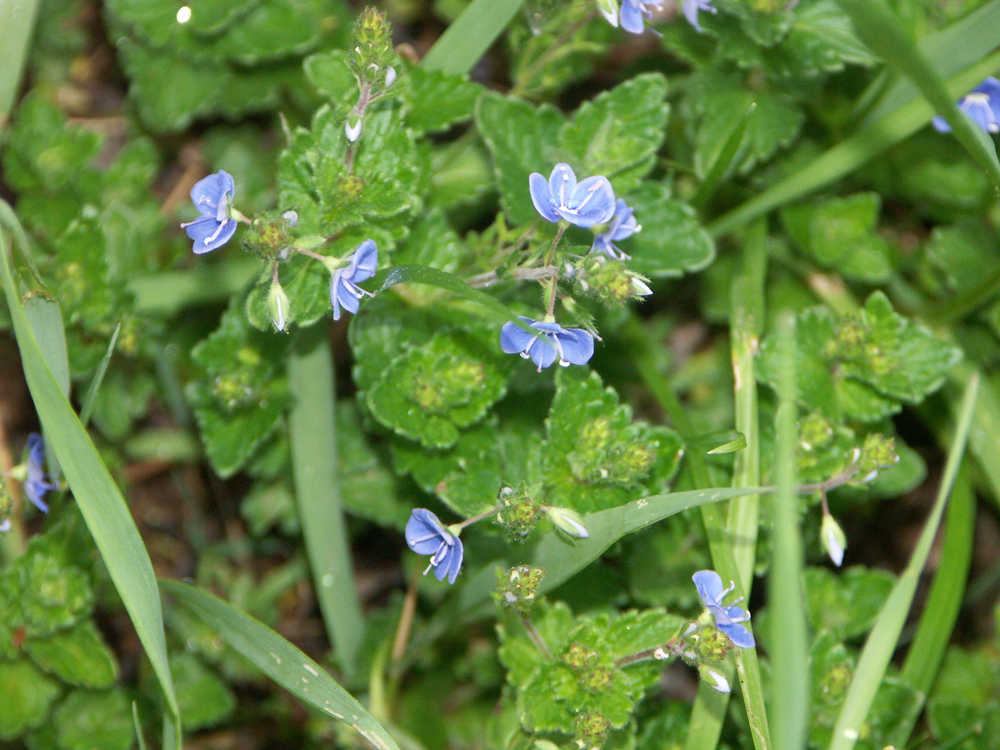 Gamander-Ehrenpreis - Veronica chamaedrys - Südoststeiermark