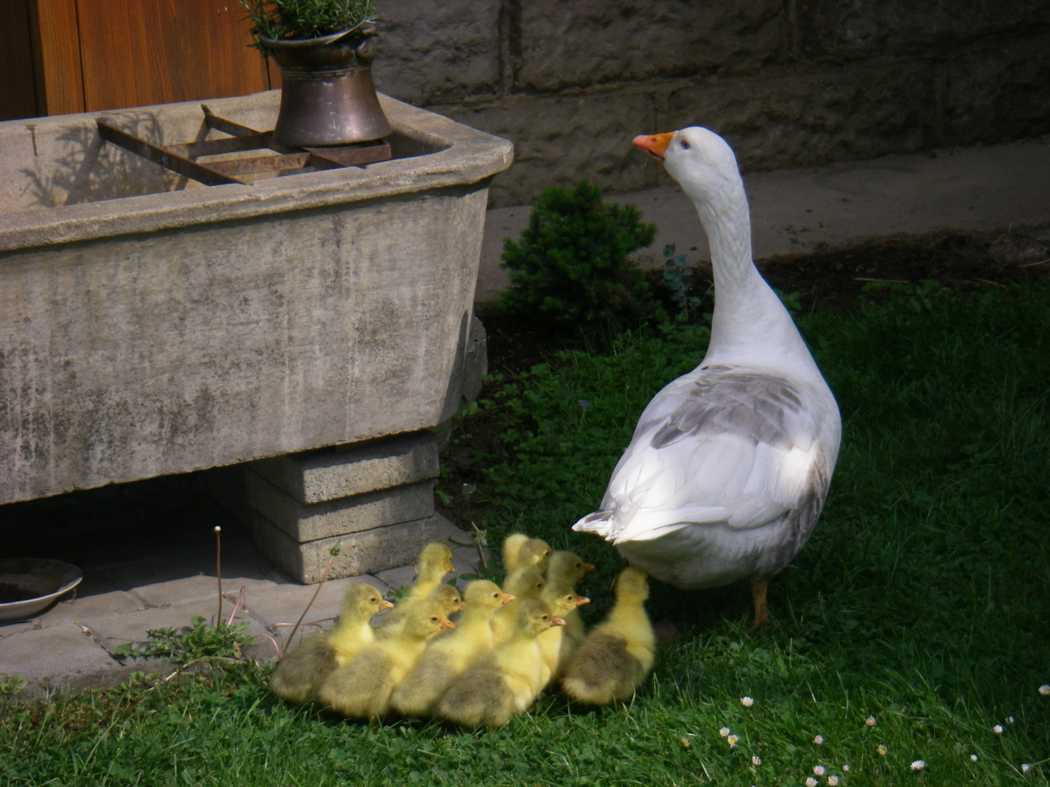burgenländische Hofgans - Jennersdorf