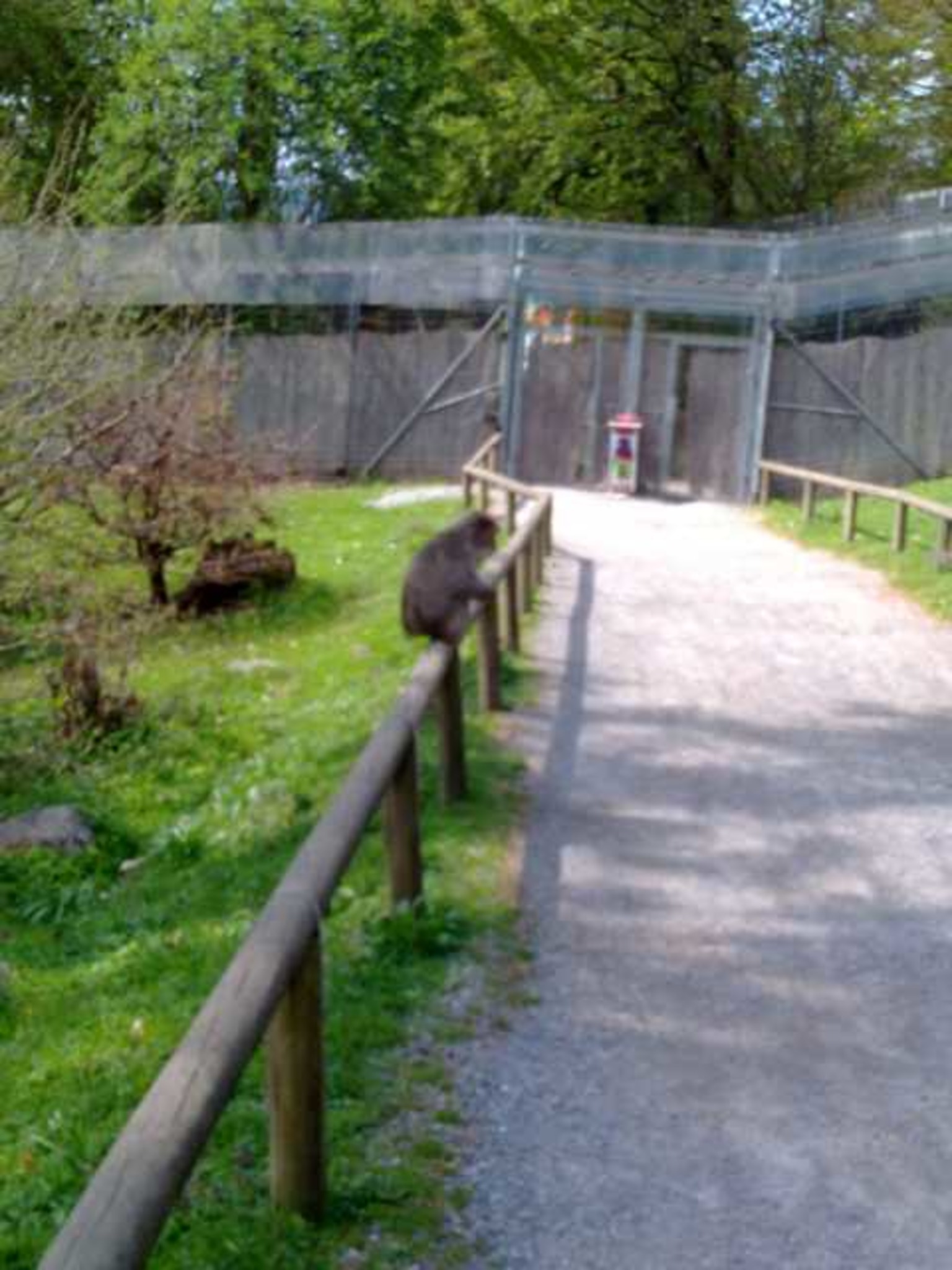 Abenteuer Affenberg in Landskron - Spittal