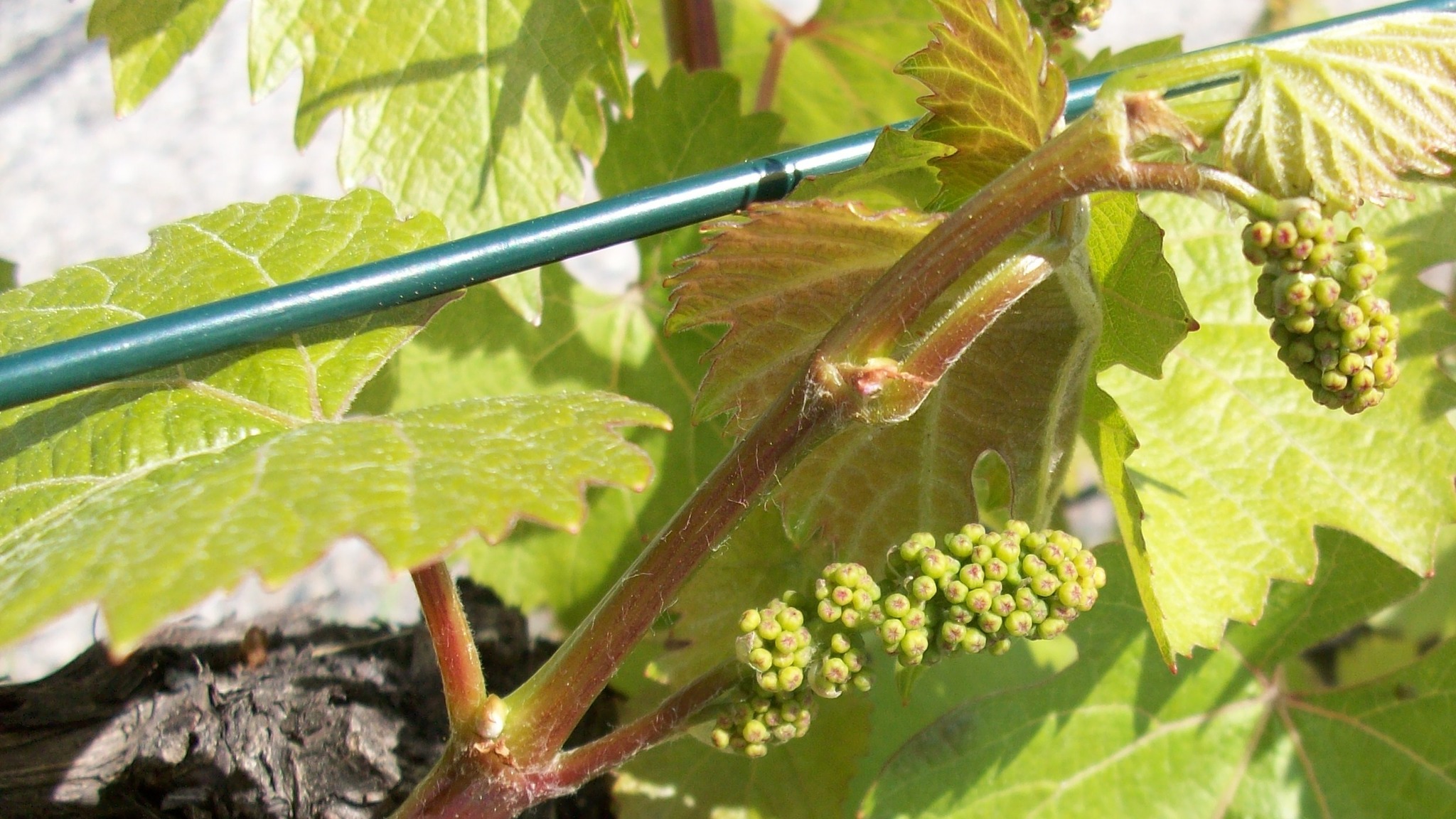 Die Trauben sind schon zu sehen!!! - Deutschlandsberg