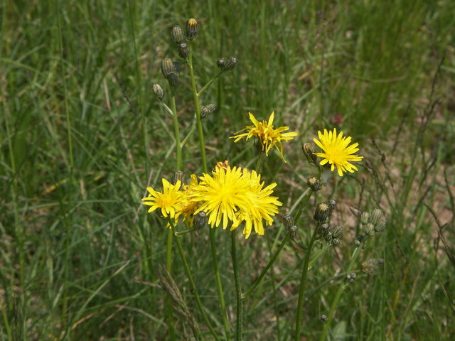 Crepis biennis, Wiesen-Pippau - Südoststeiermark
