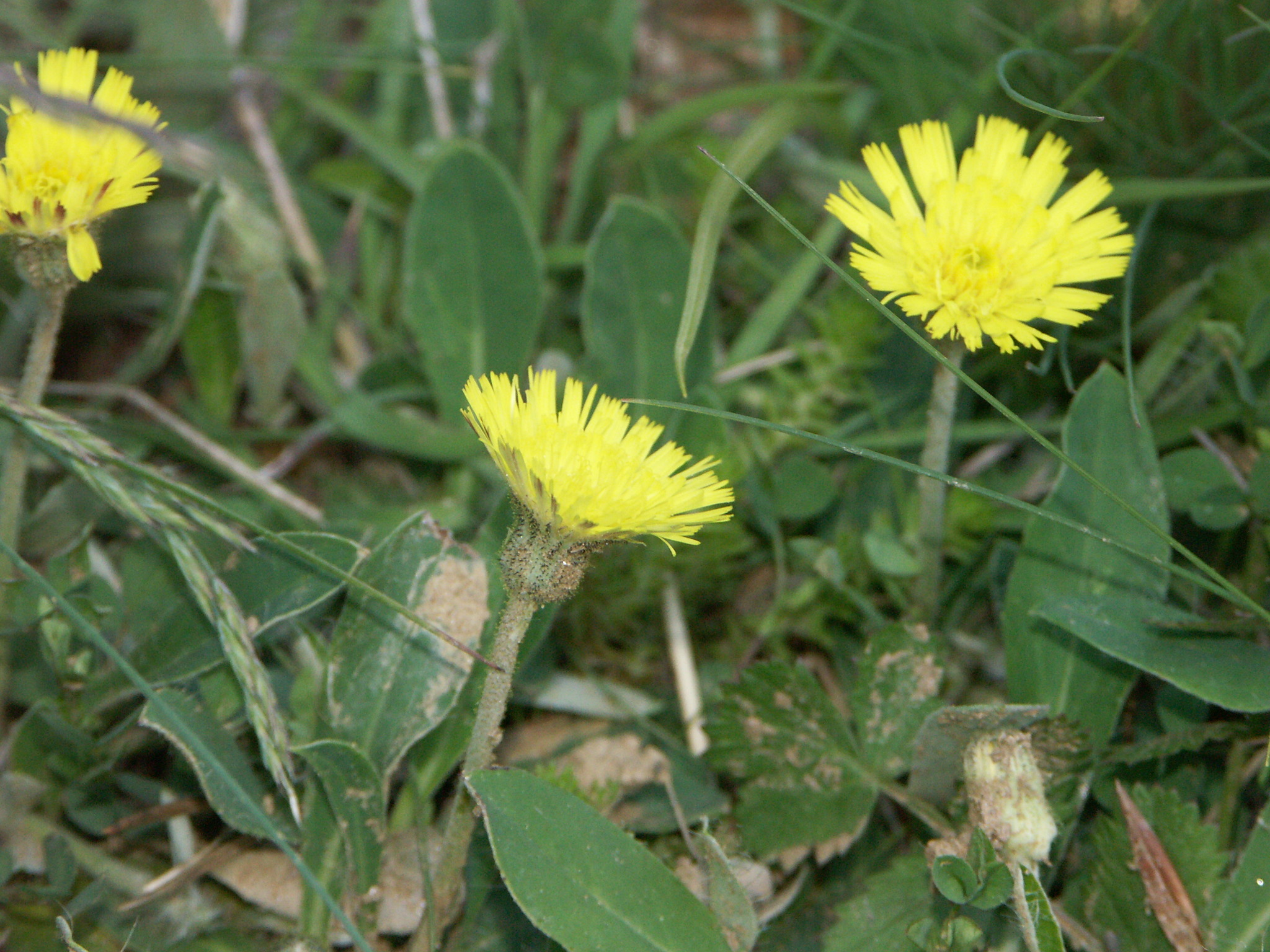 Hieracium pilosella - Kleines Habichtskraut - Südoststeiermark