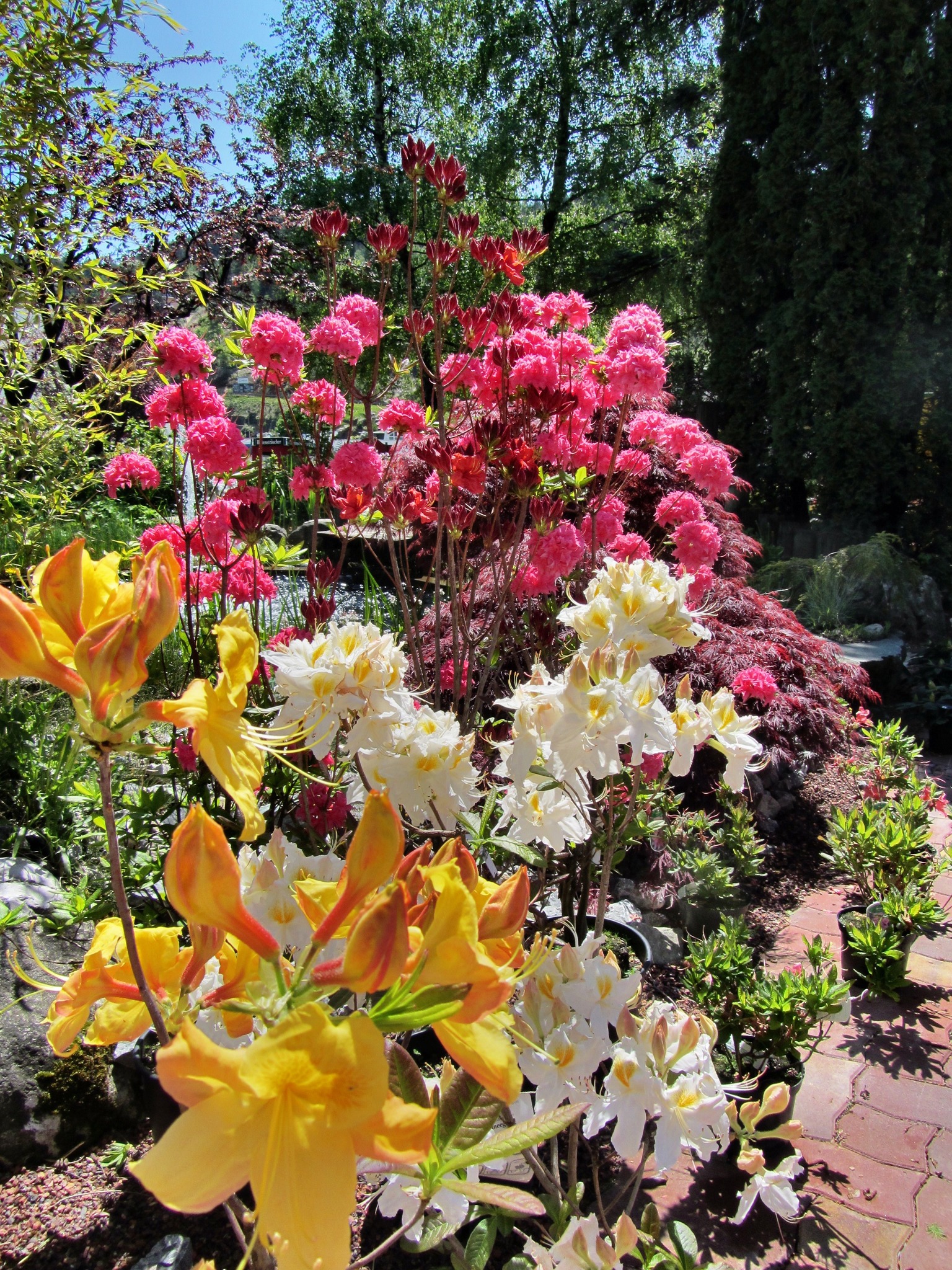 Alles Azaleen! :-) - Spittal