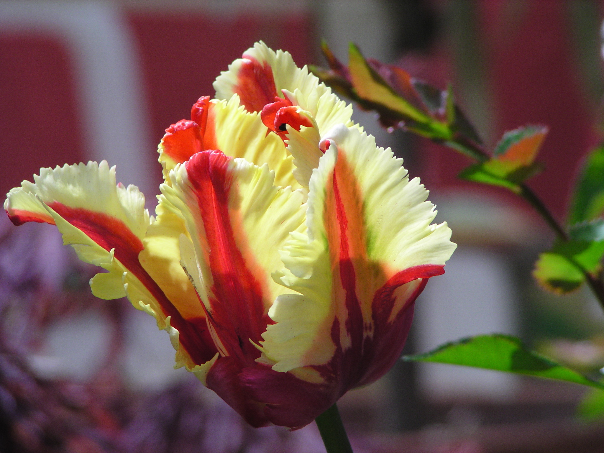Tulpe, im eigenen Garten - Klagenfurt