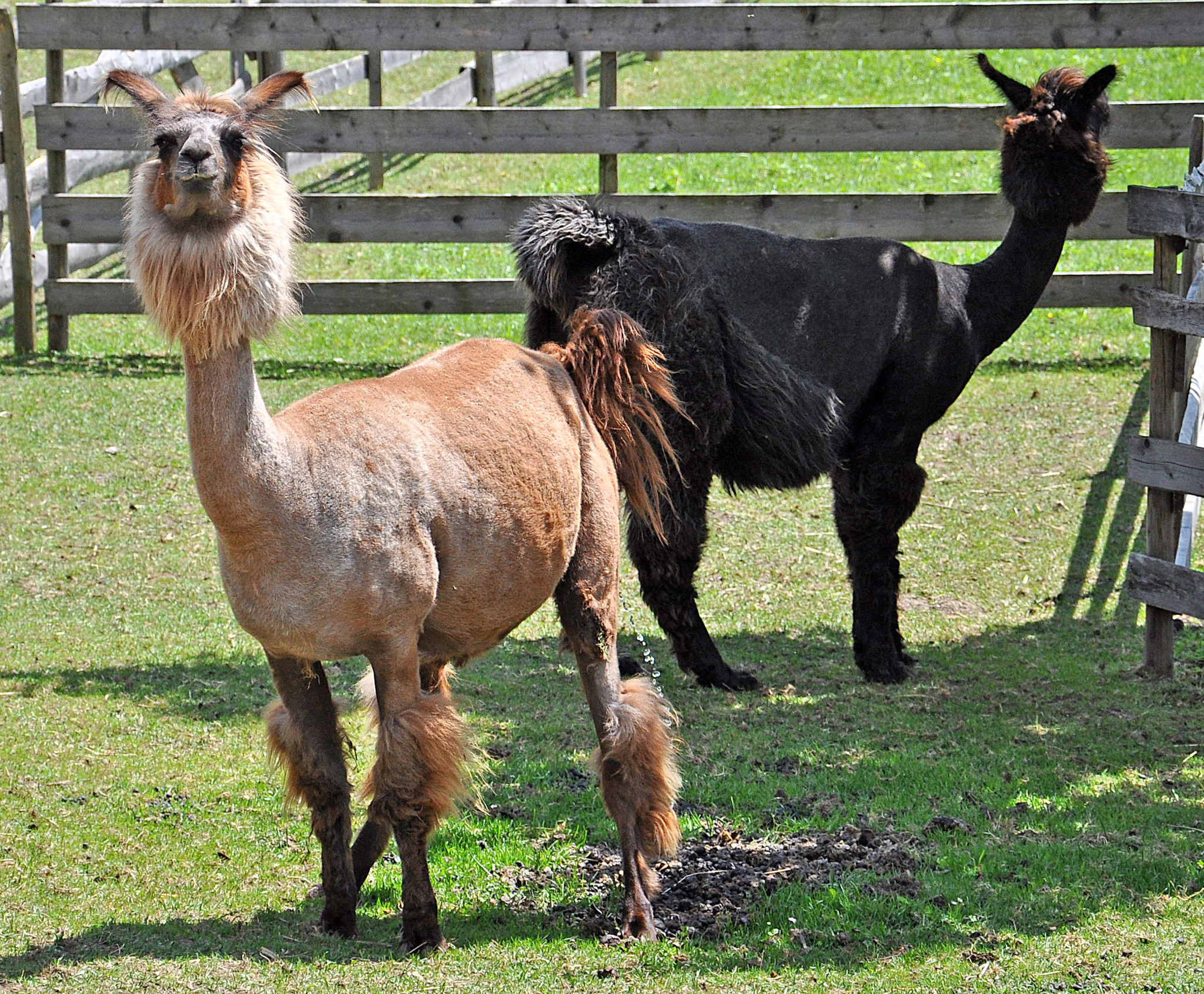 Lamas in Gnadenwald ? - Hall-Rum