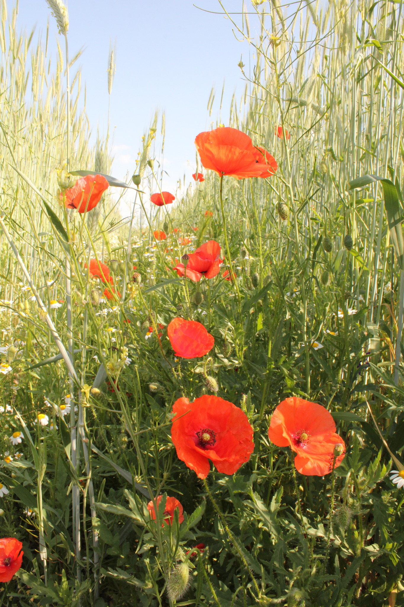 zarter Mohn - Floridsdorf