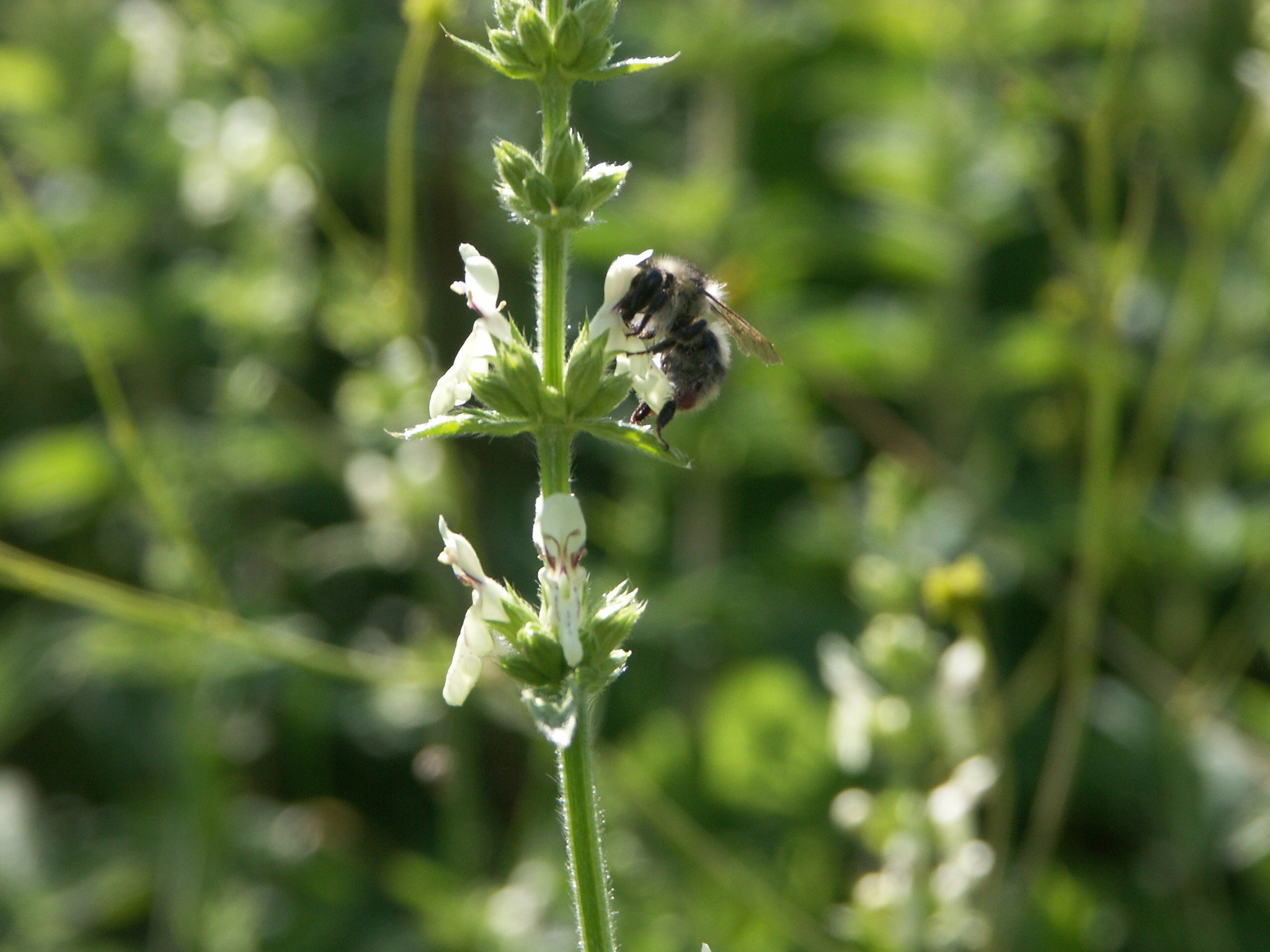 Stachys recta - Aufrechter Ziest - Südoststeiermark