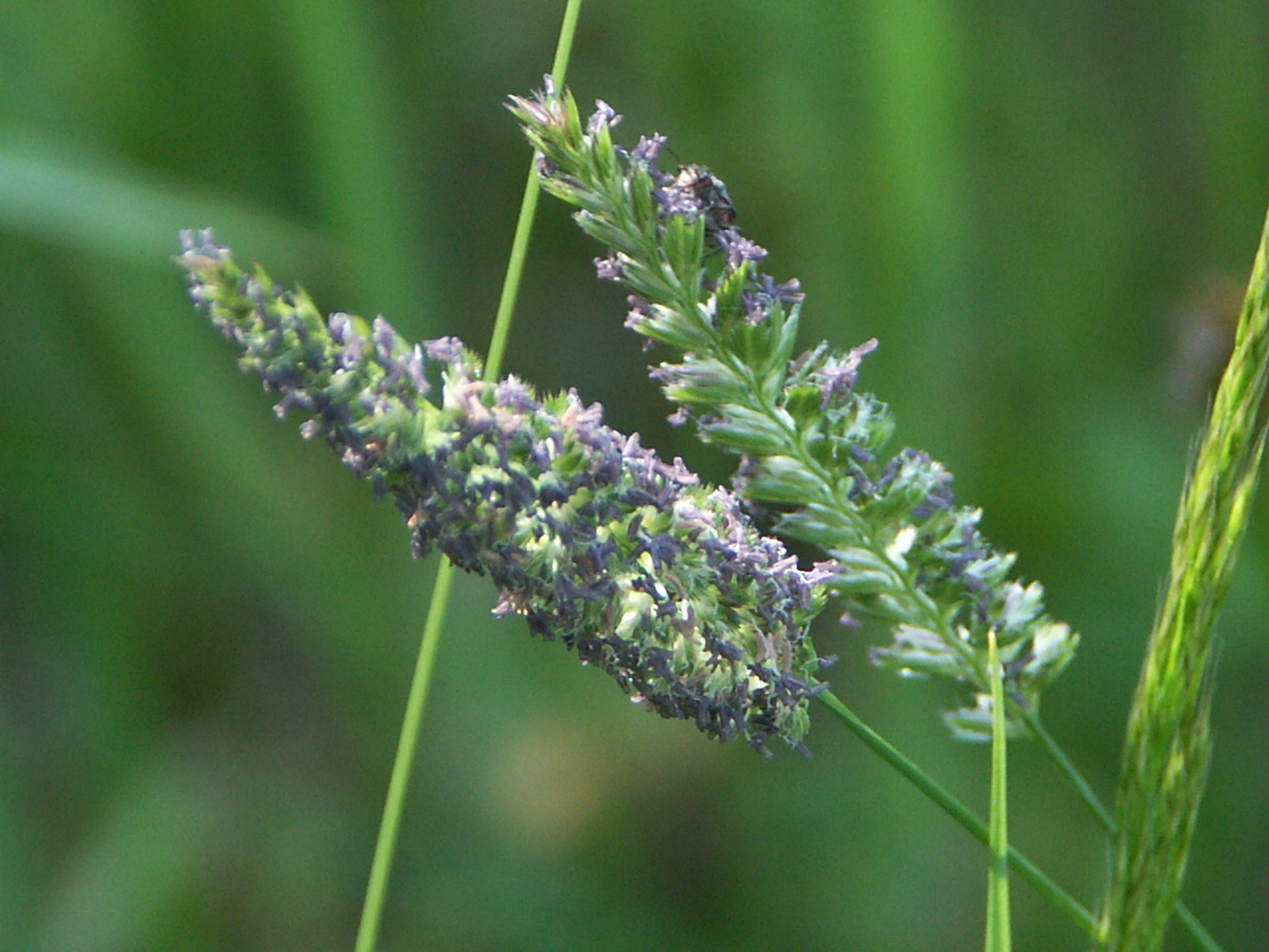 Cynosurus cristatus - Kammgras - Südoststeiermark