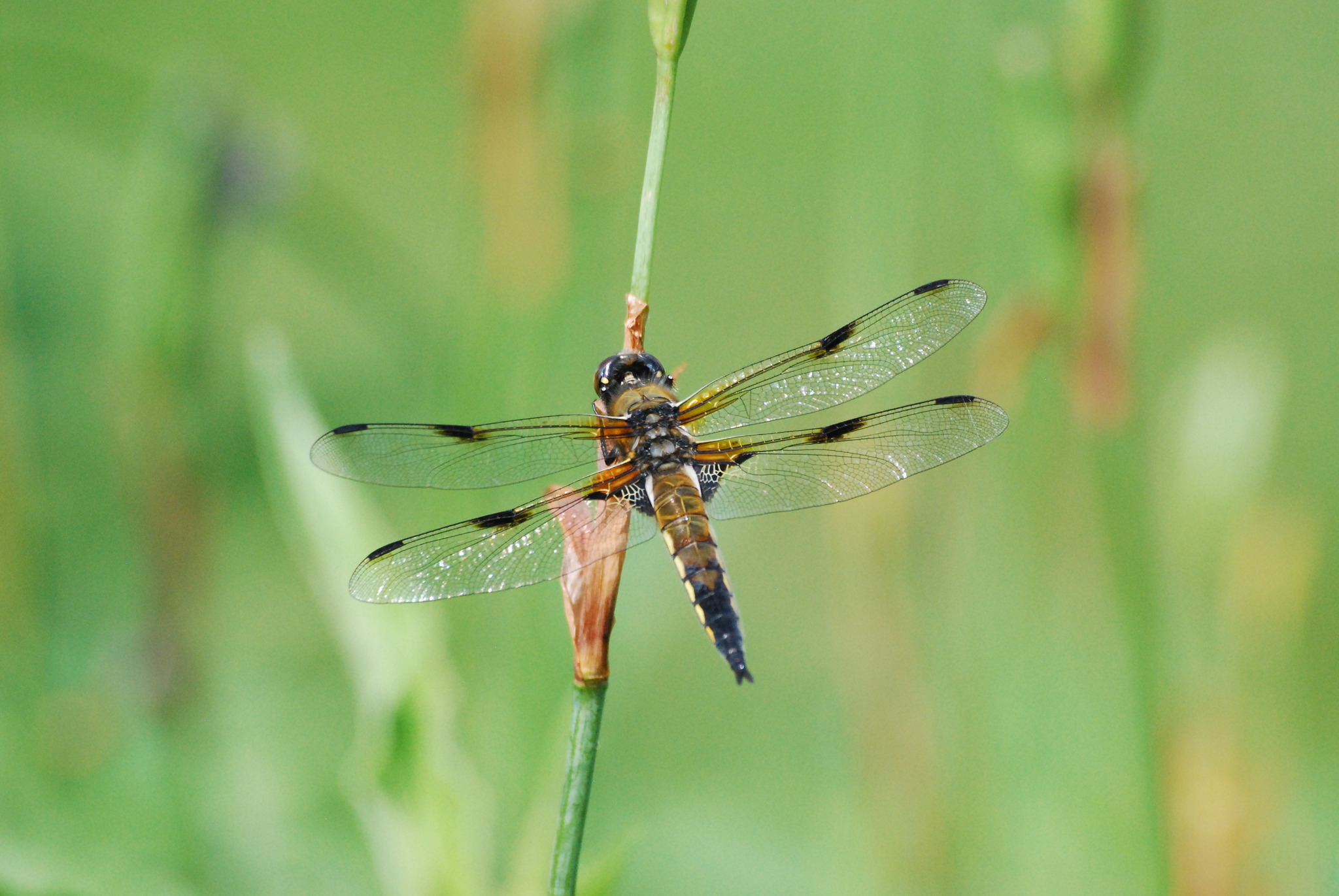 Kleine Libelle ganz groß - Oberwart
