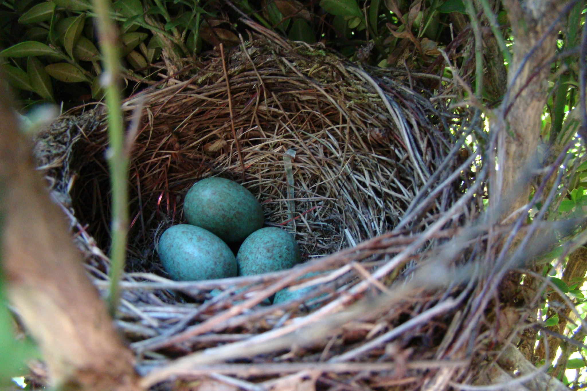 Amseleier..... - Villach