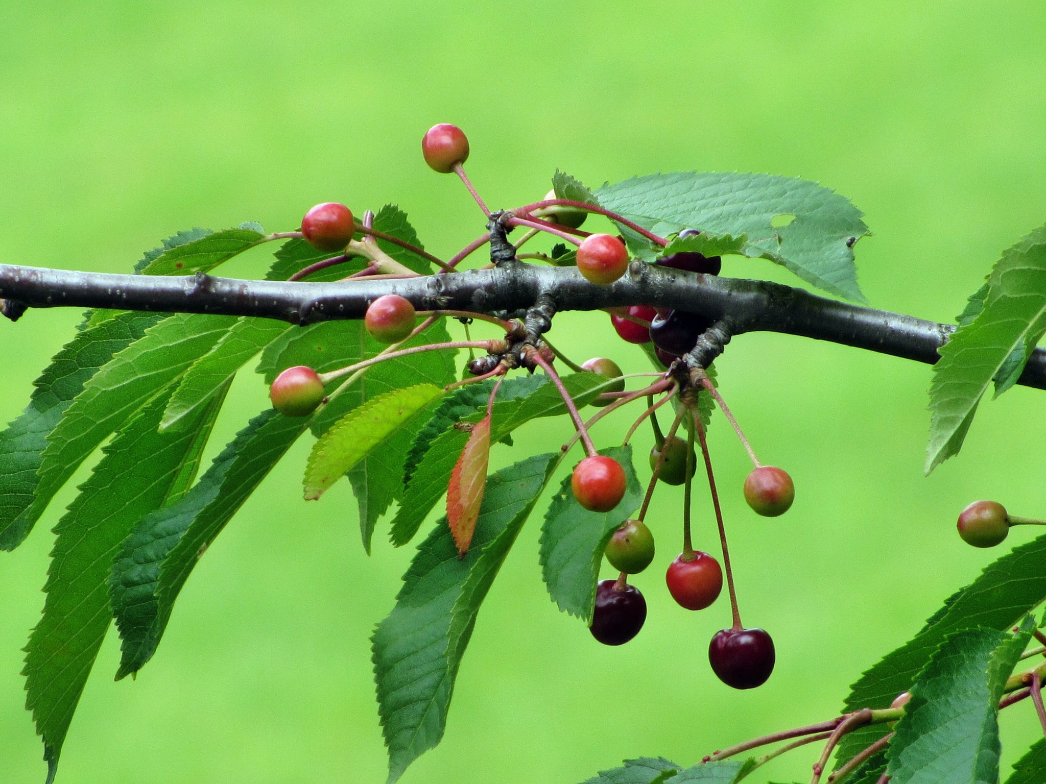Die rote Verführung, die Kirsche - Spittal