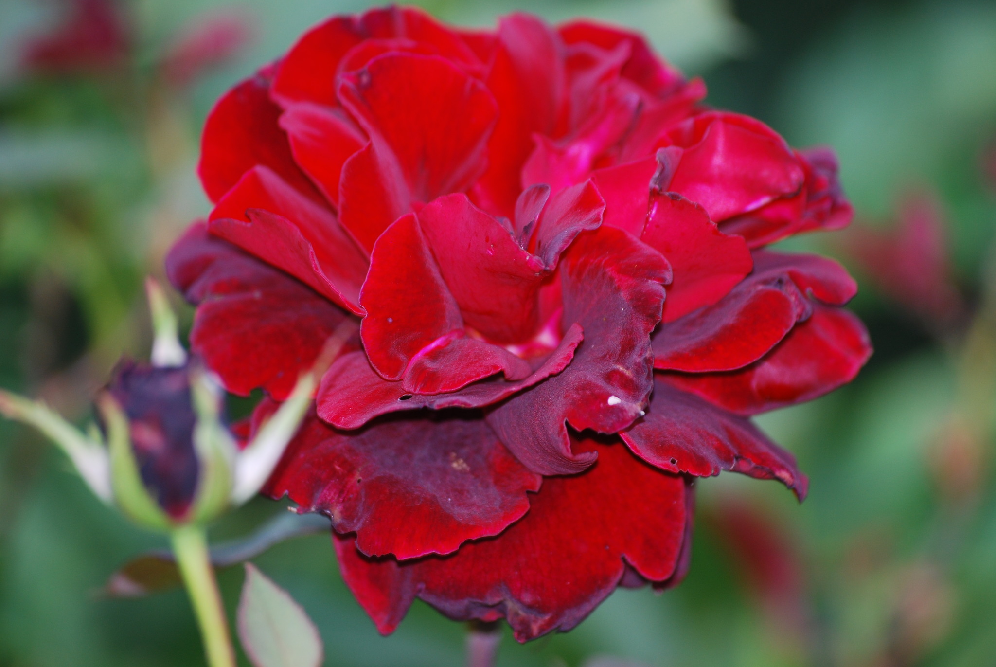 "Barcarole" - eine wunderschöne, samtige, dunkelrote Rose - Oberwart