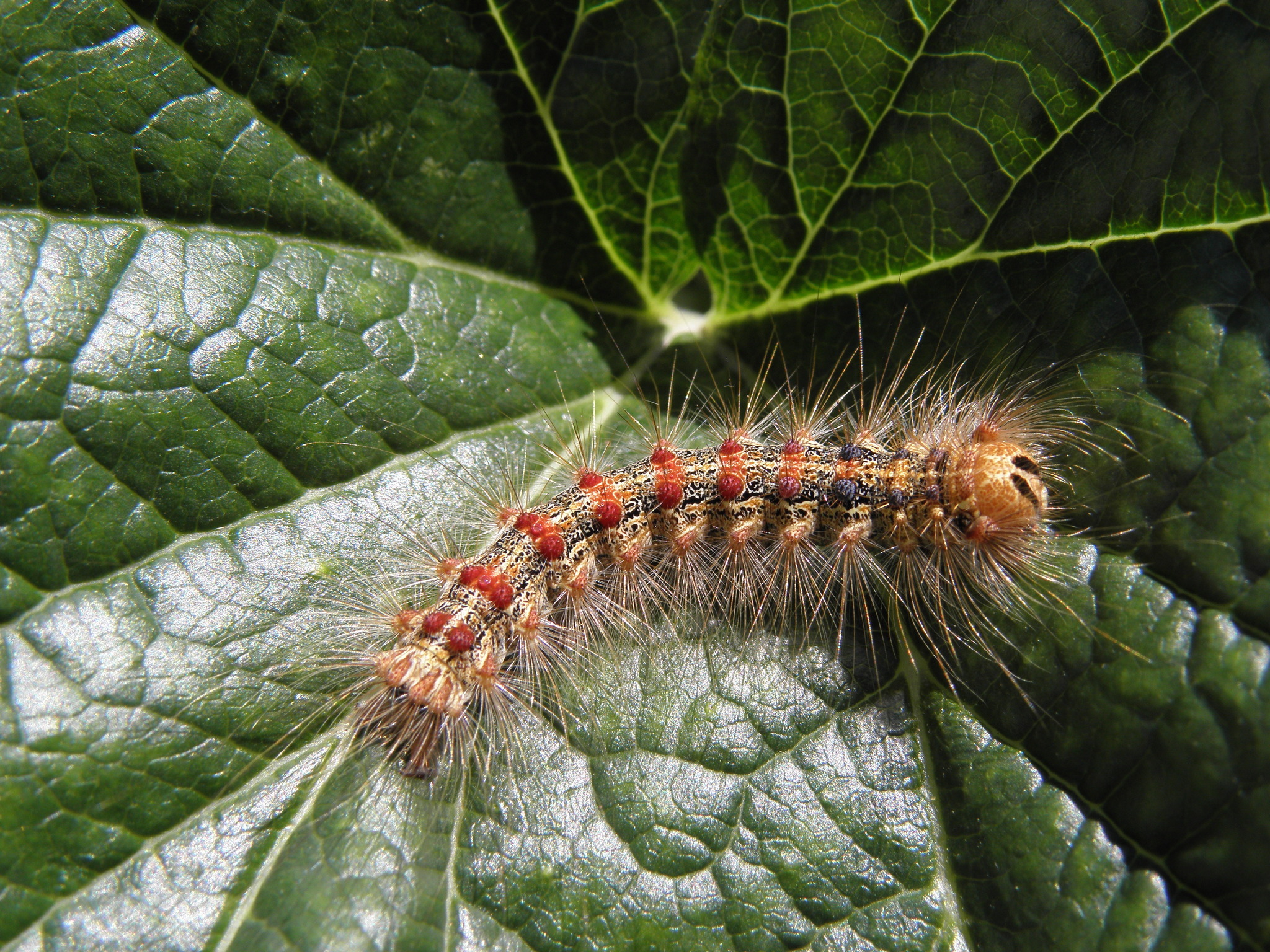 Raube beim Sonnenbad - Güssing