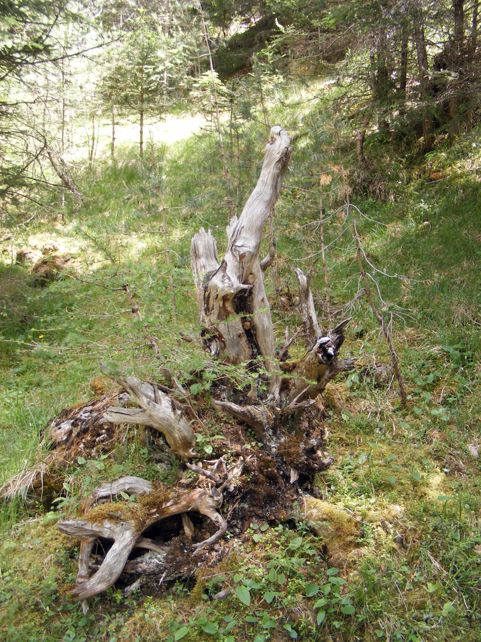 Womöglich hält sich hier der Waldschrat versteckt ... - Imst