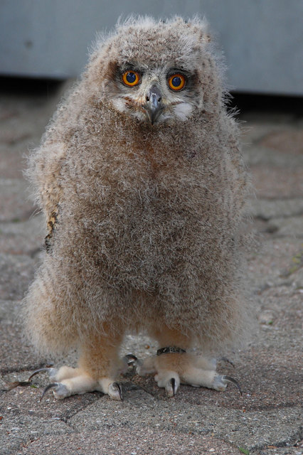 Baby Uhu "Paula" zu Besuch im Haus Diana in Höfen - Reutte