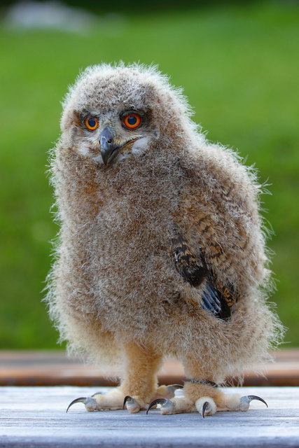 Baby Uhu "Paula" zu Besuch im Haus Diana in Höfen - Reutte