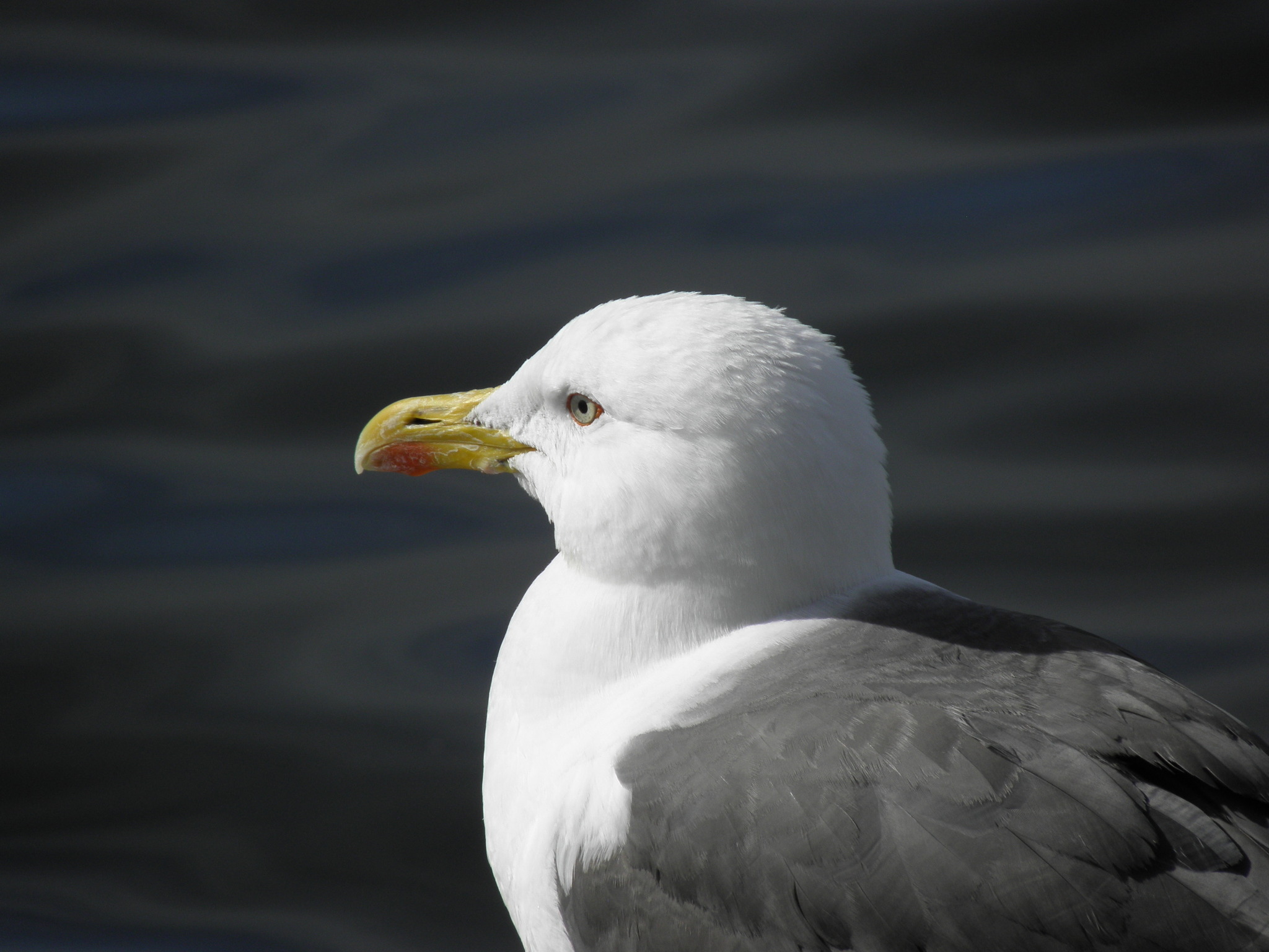 Island Möwe ...? - Güssing
