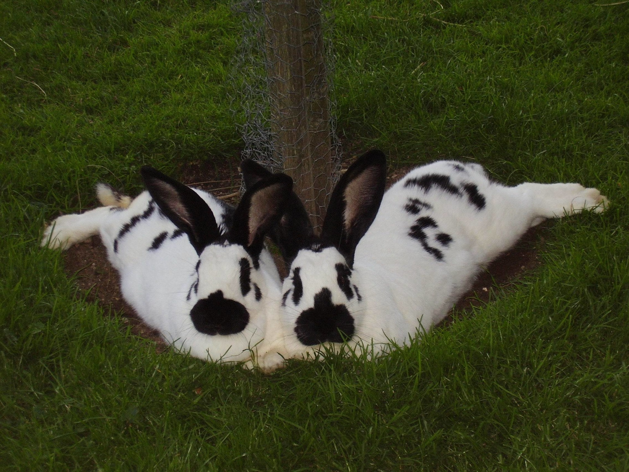 wahre Hasenliebe im Partnerlook :)) - Kufstein