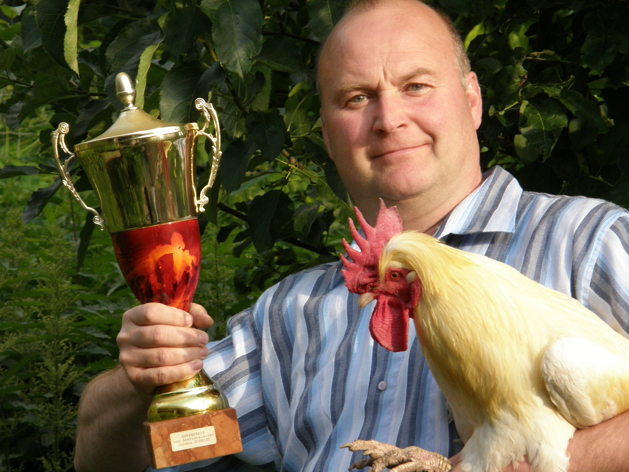 HAHNEN WETTKRÄHEN - Korneuburg