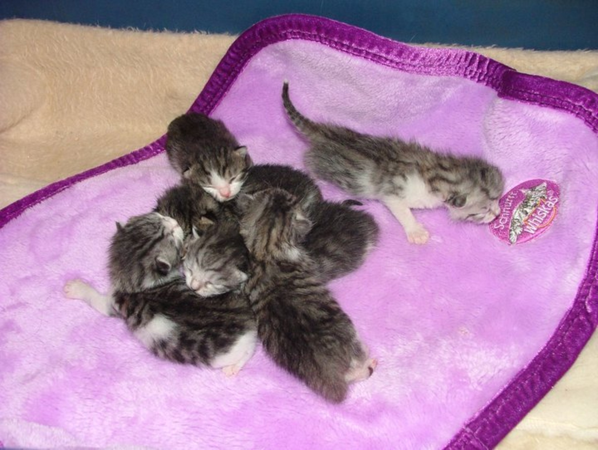 Einfach zum Knuddeln! - Spittal