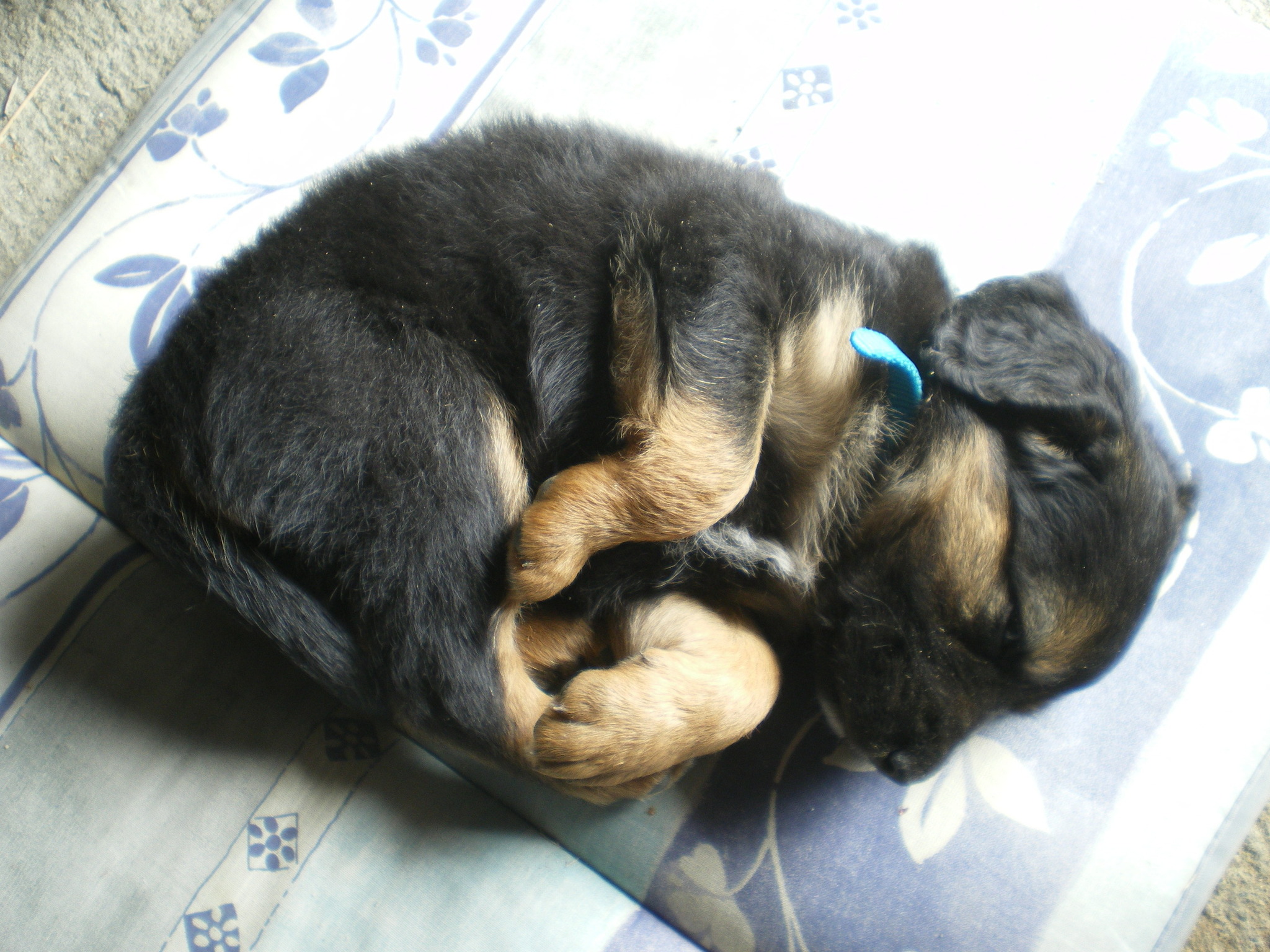 "Spaxi"beim Schönheitsschlaf:-) - Lavanttal