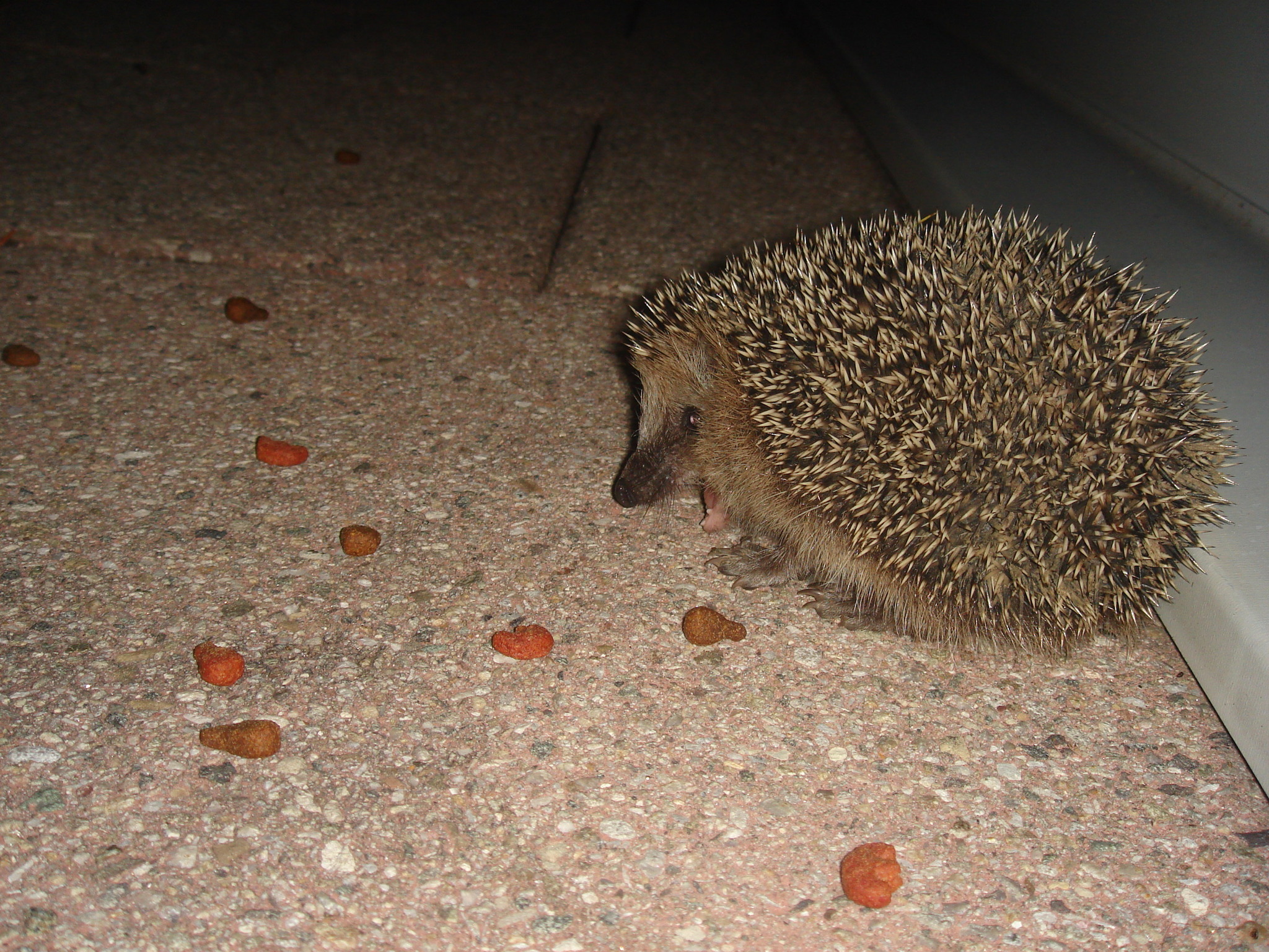 Unser Igel frisst am liebsten Katztenfutter - Imst