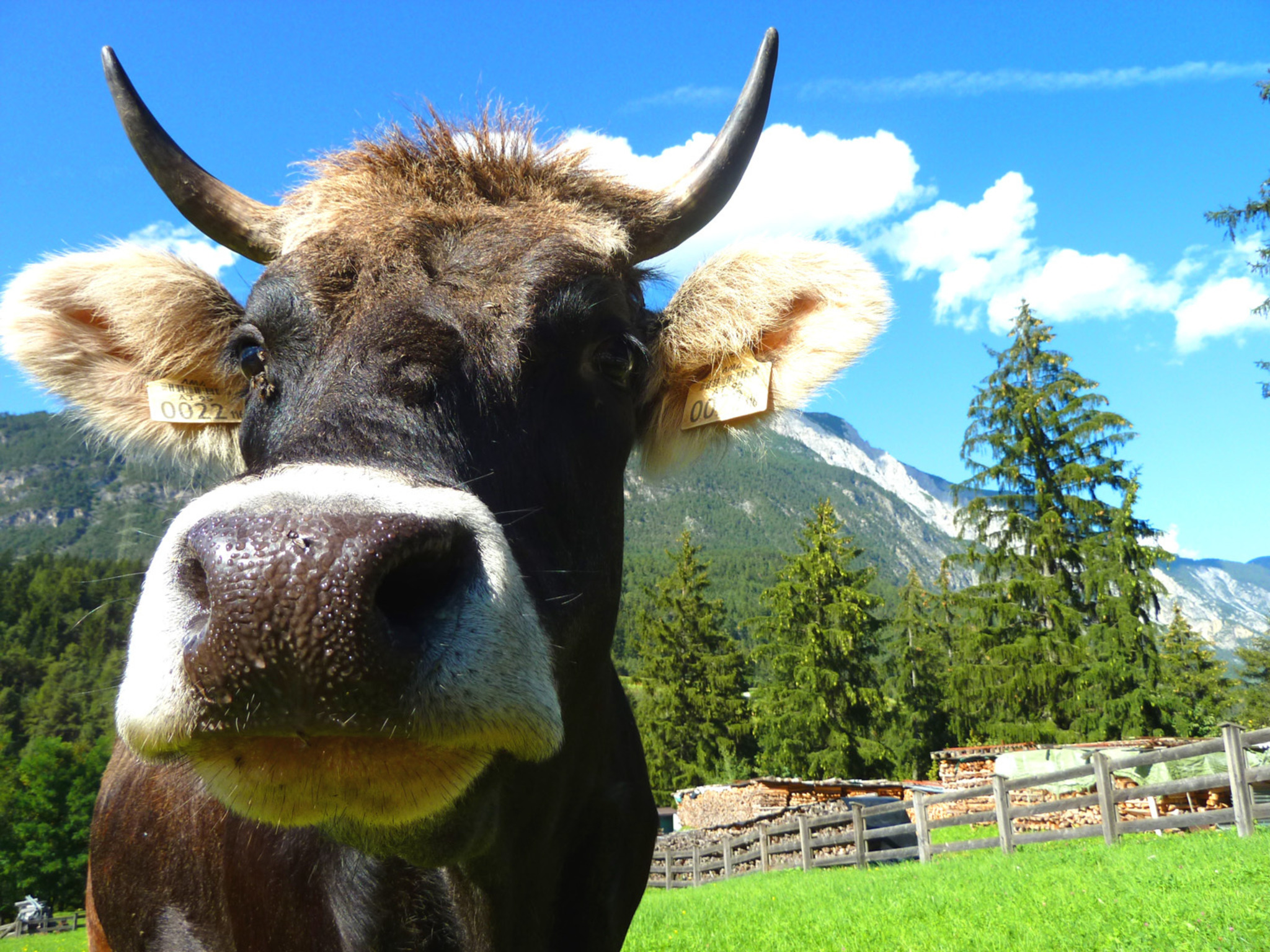 Glückliche Muh-Kuh - Imst