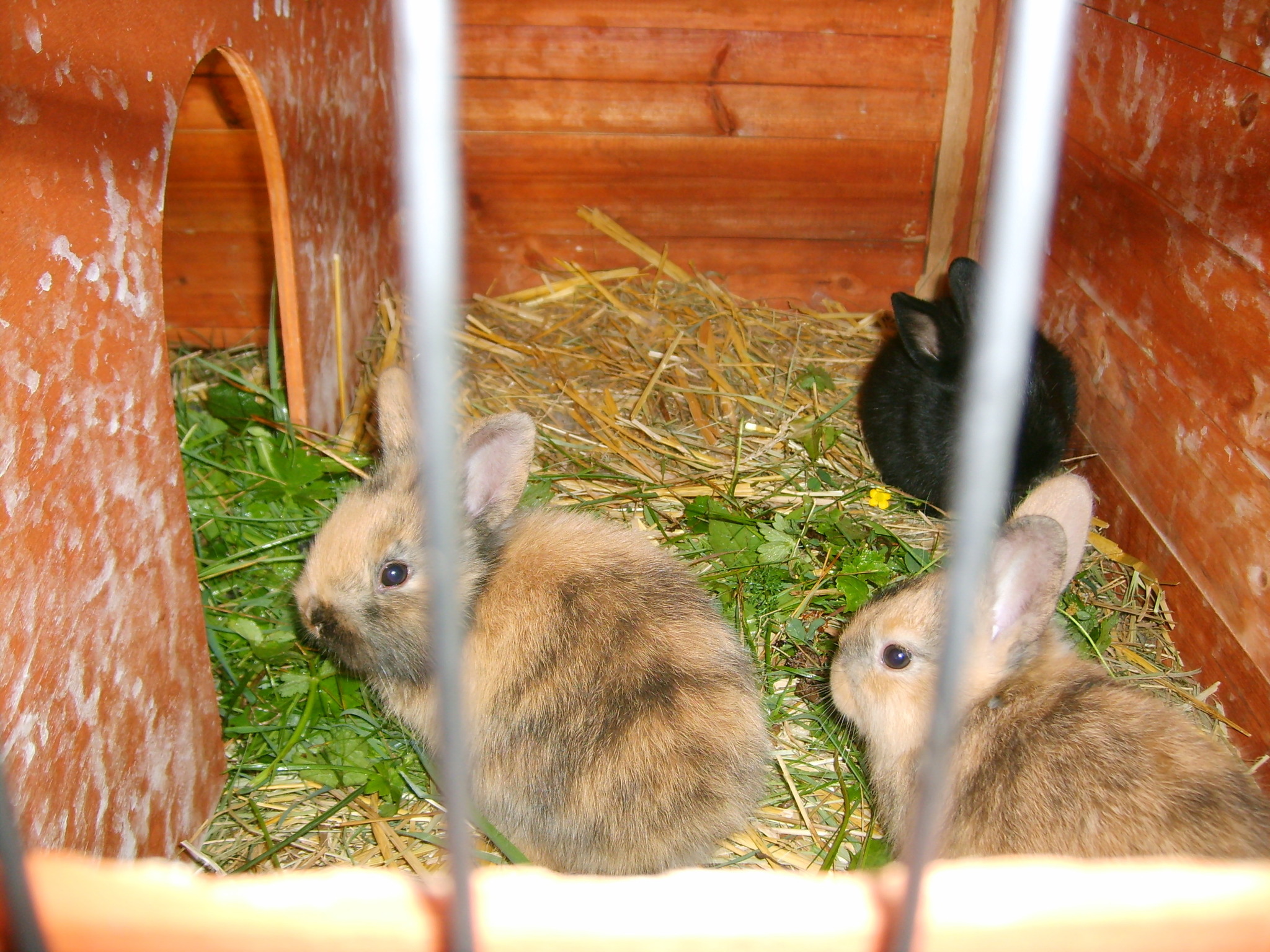 "Unsere Hasenbabies" - Villach Land