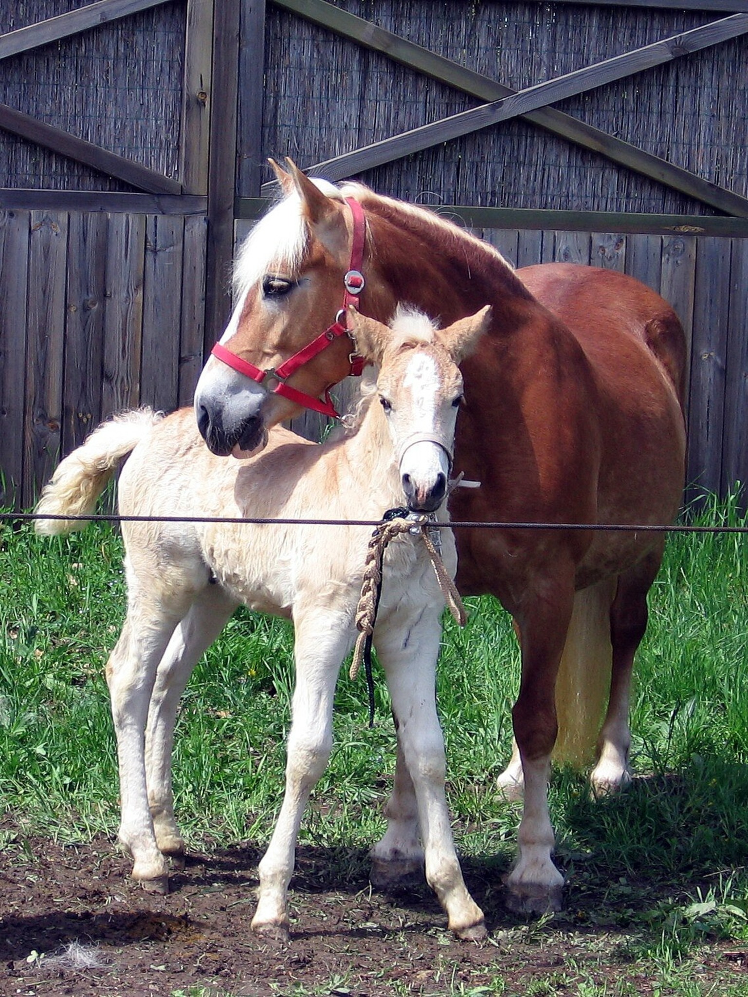 Haflinger mit Fohlen! - Villach