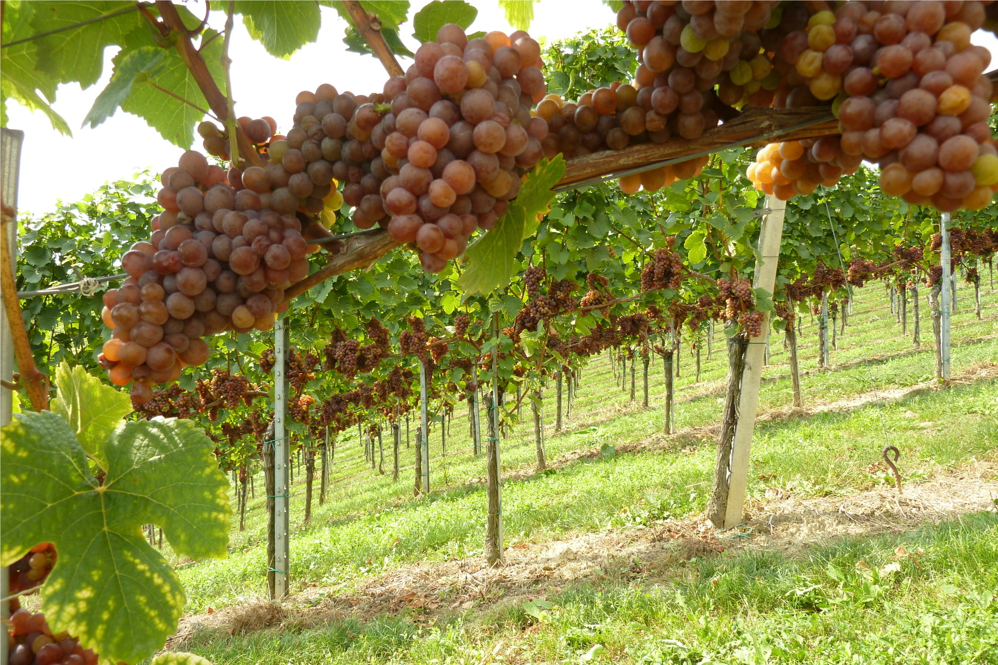 Reiche Ernte! - Leibnitz