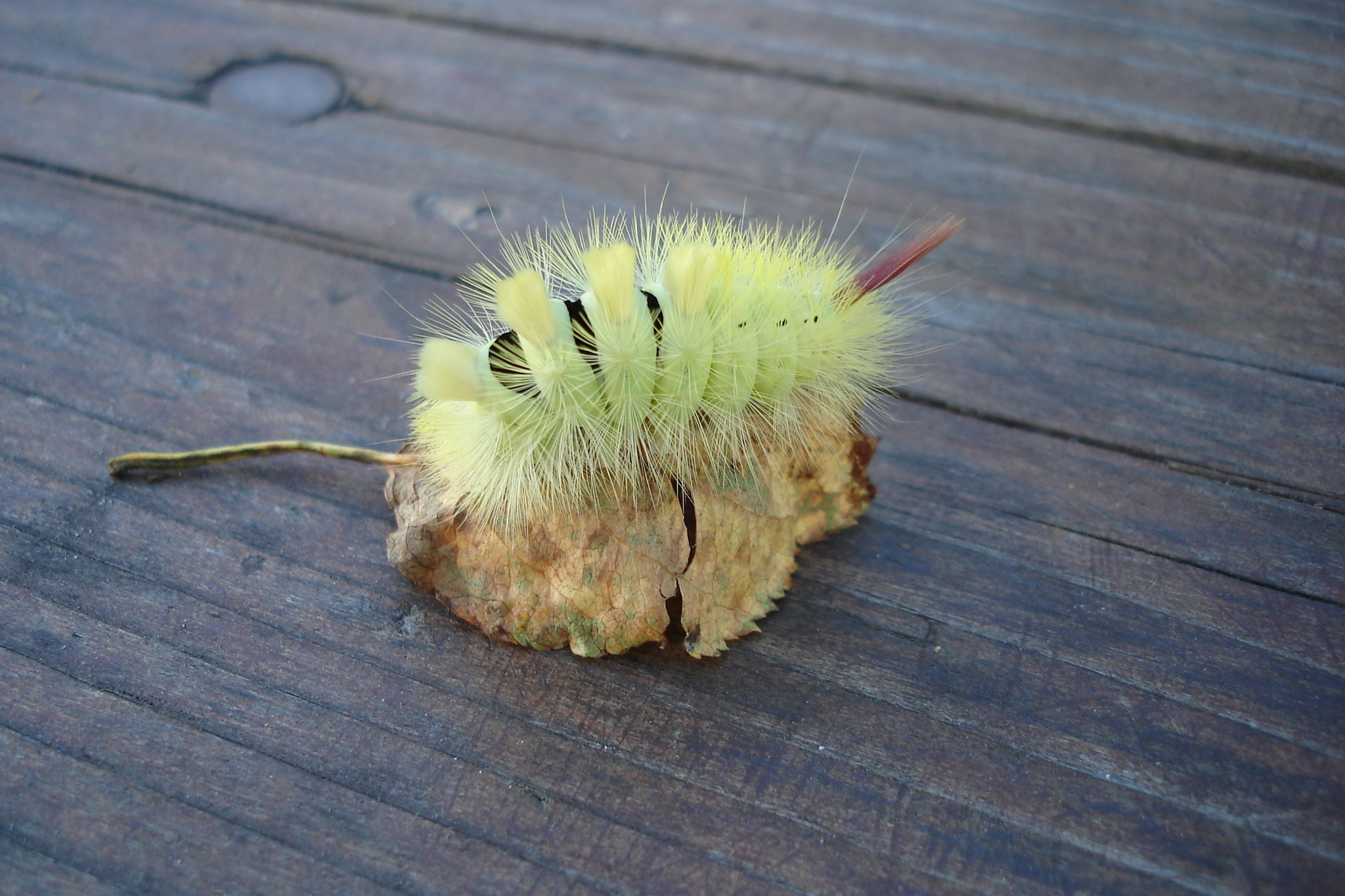 Gelbe Raupe auf einem welken Blatt - Spittal