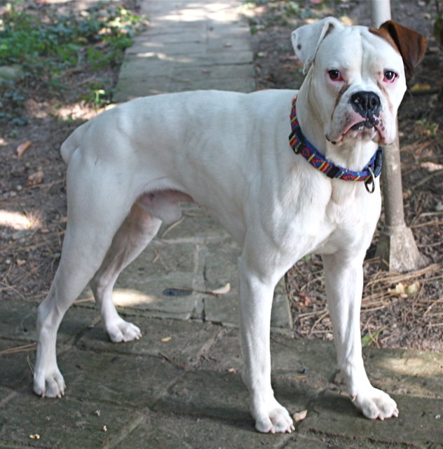 Der weiße Boxer - Korneuburg