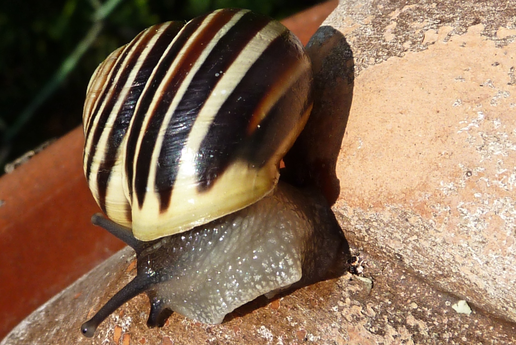 Kriecher. Schleimer. - Simmering