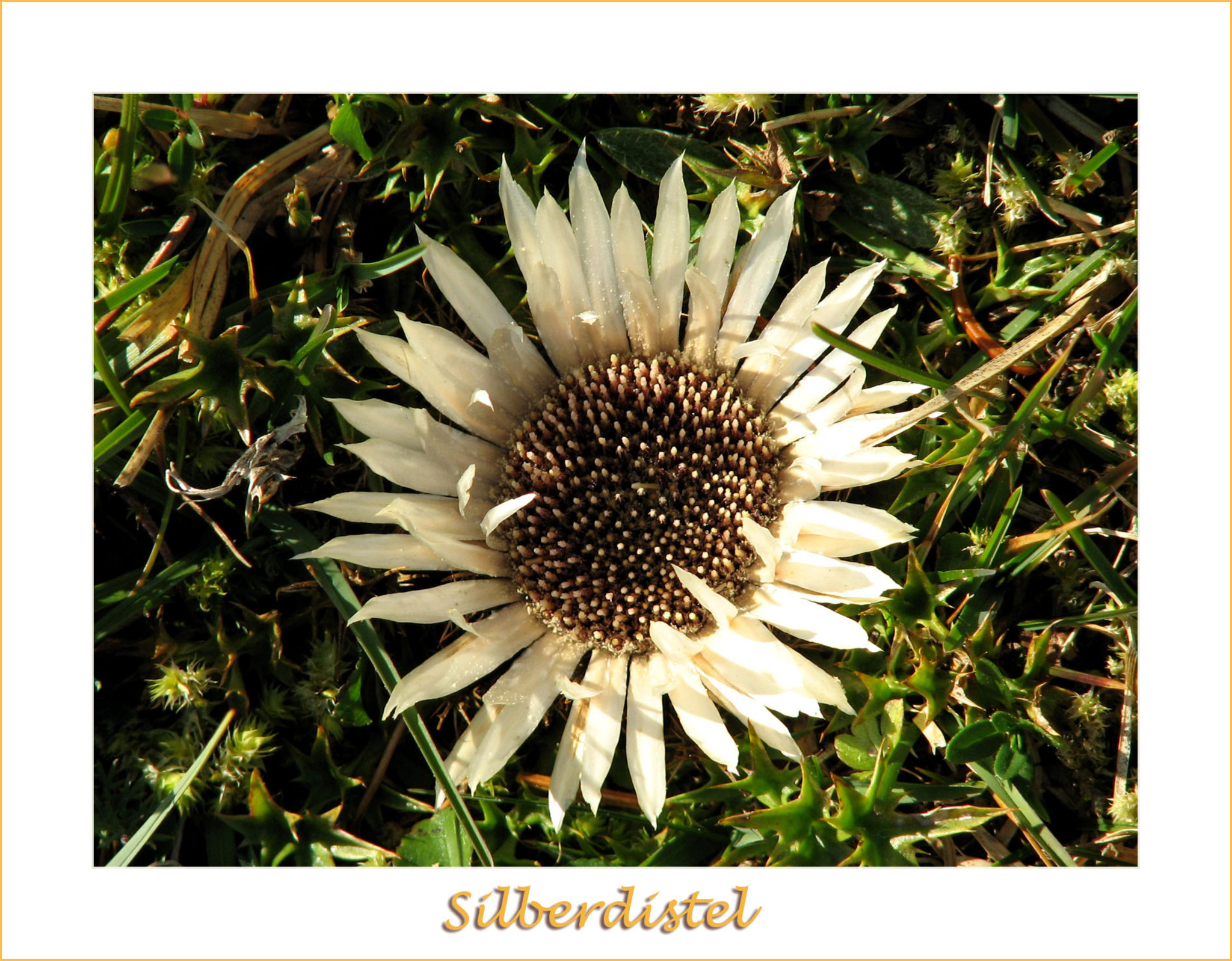 Silberdistel - Tennengau