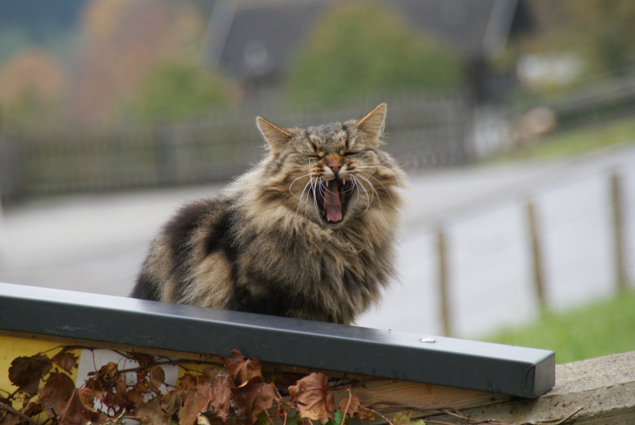Katze Lilly ist schlecht gelaunt - das Fressen hat nicht gemundet ...