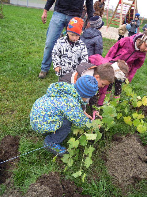 Reben setzen im neuen Kindergarten - Neusiedl am See
