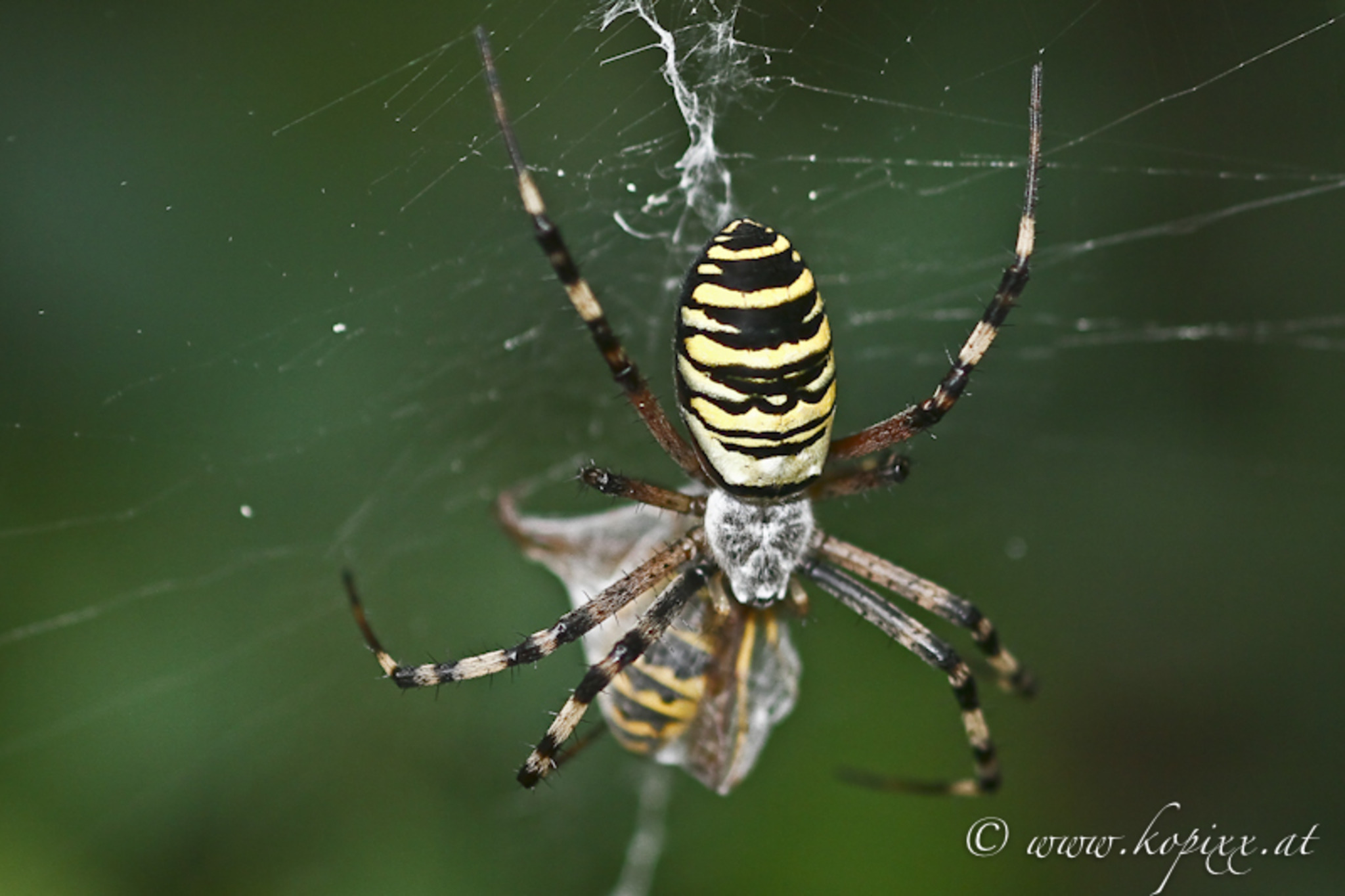 Die spinnen, die Spinnen - Weiz