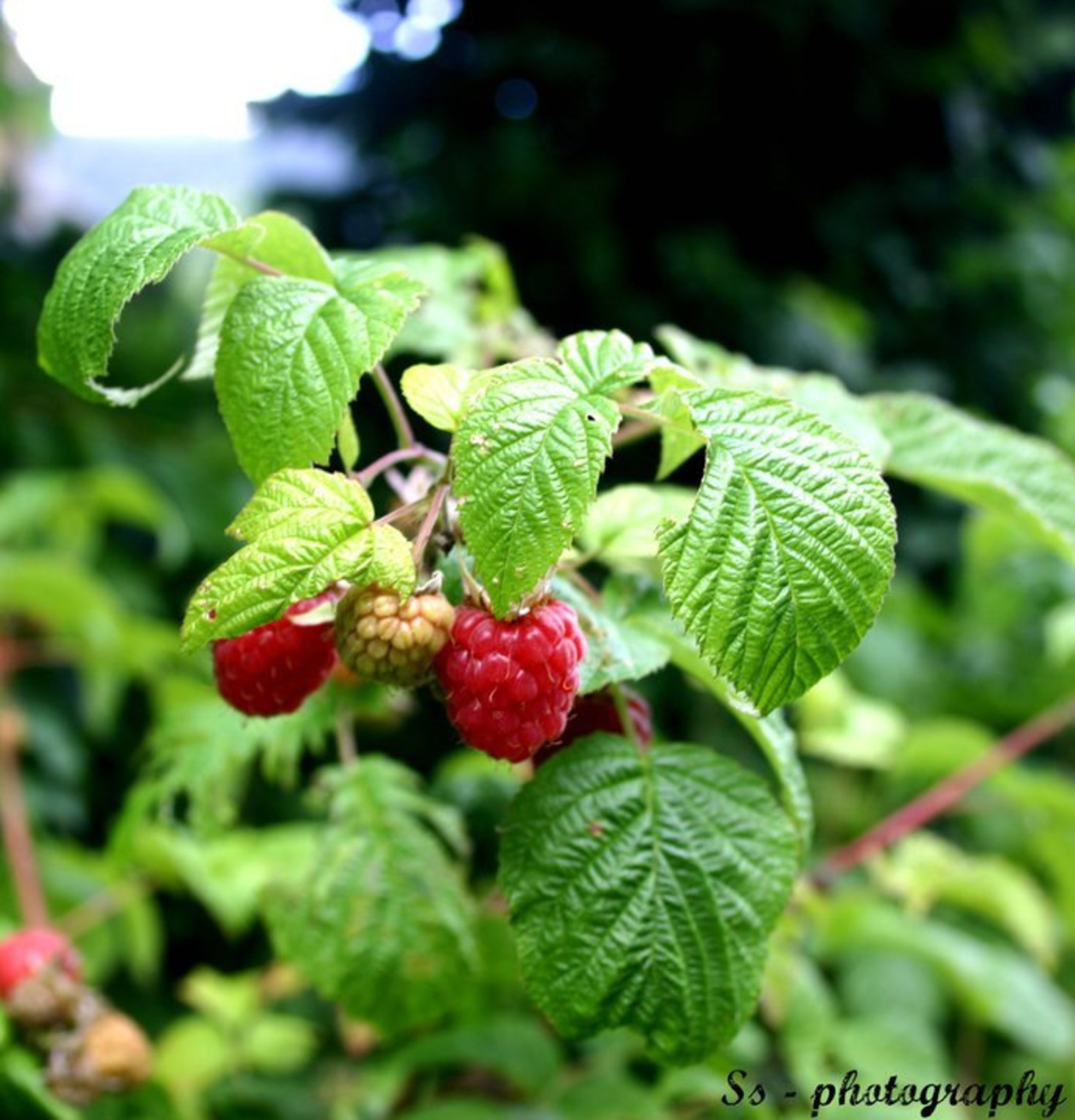 Himbeerstrauch - Pinzgau